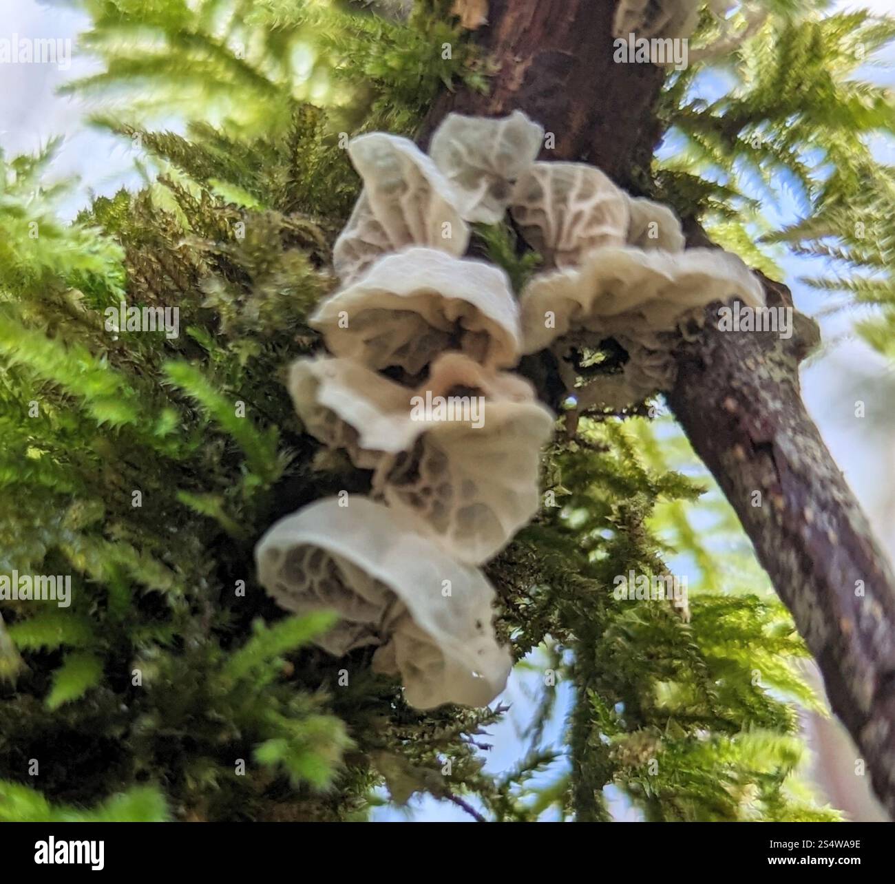 Fairy Parachutes (Marasmiellus candidus Stock Photo - Alamy