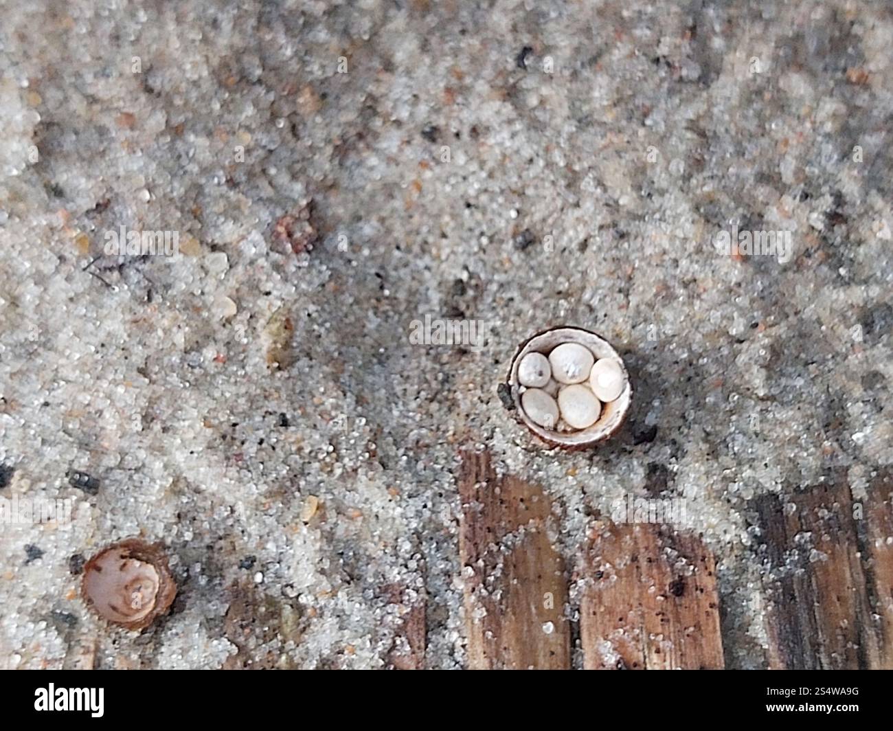 common bird's nest fungus (Crucibulum laeve Stock Photo - Alamy