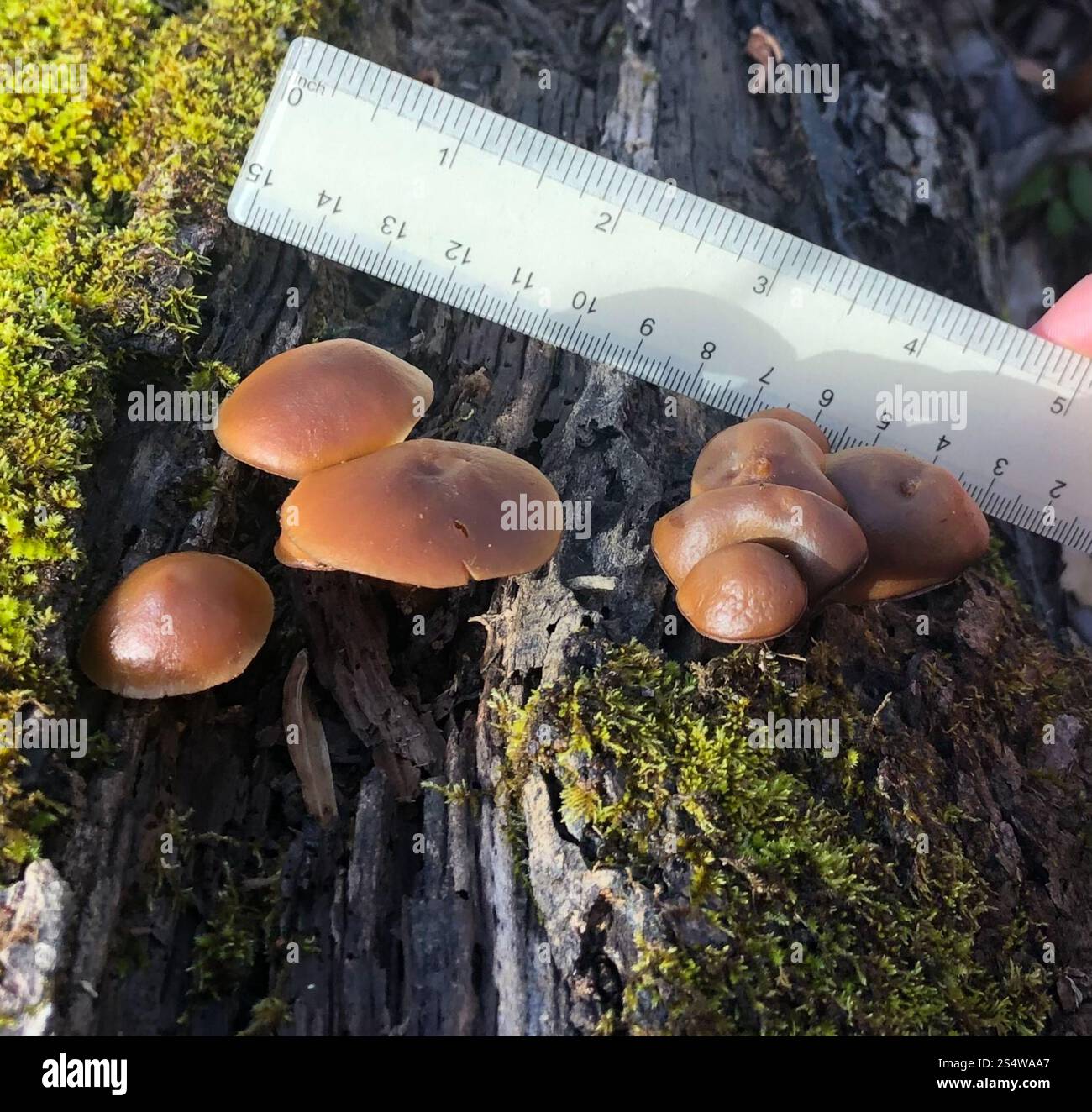 Funeral Bell (Galerina marginata Stock Photo - Alamy