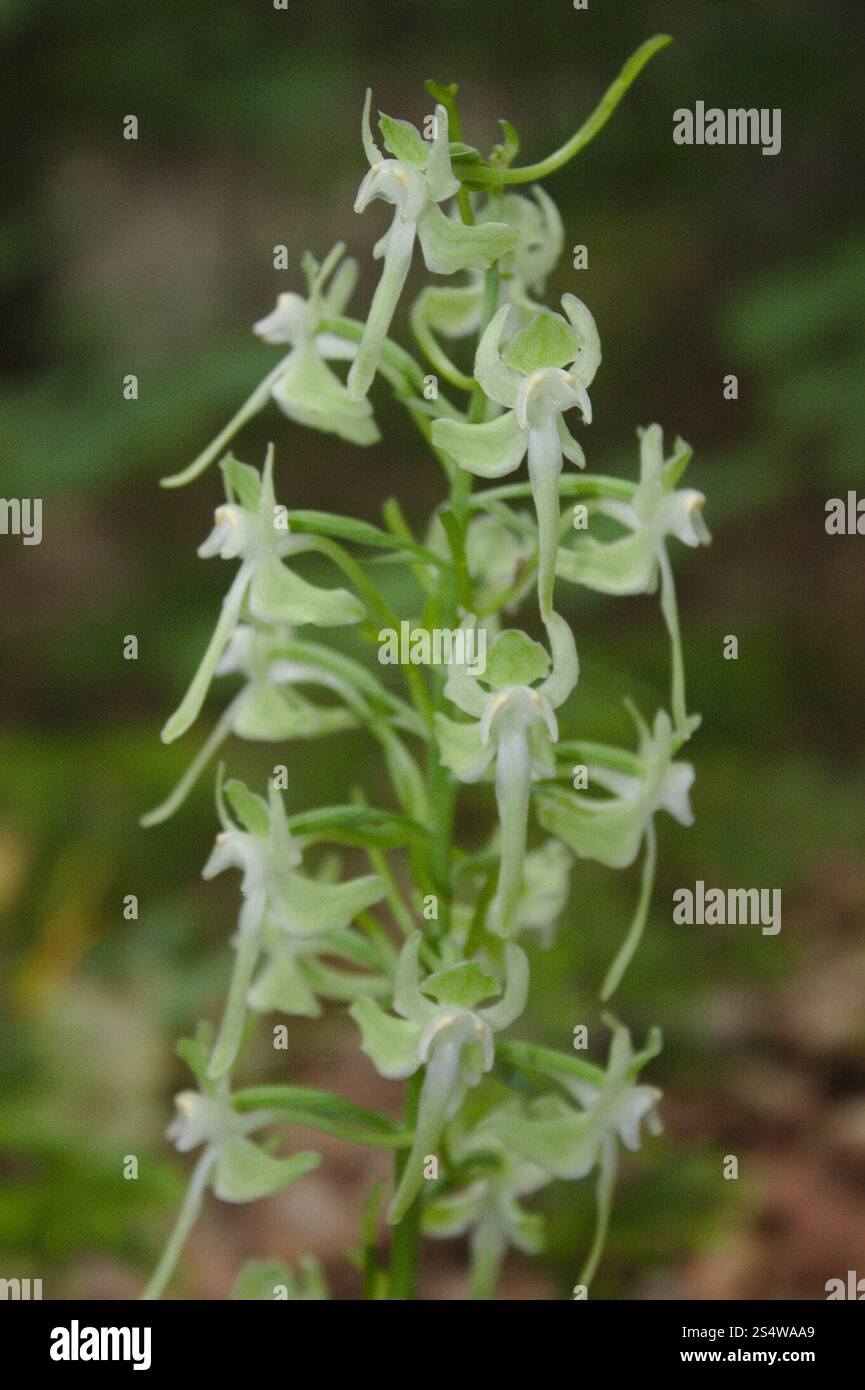 Large-leaved Bog Orchid (Platanthera macrophylla Stock Photo - Alamy