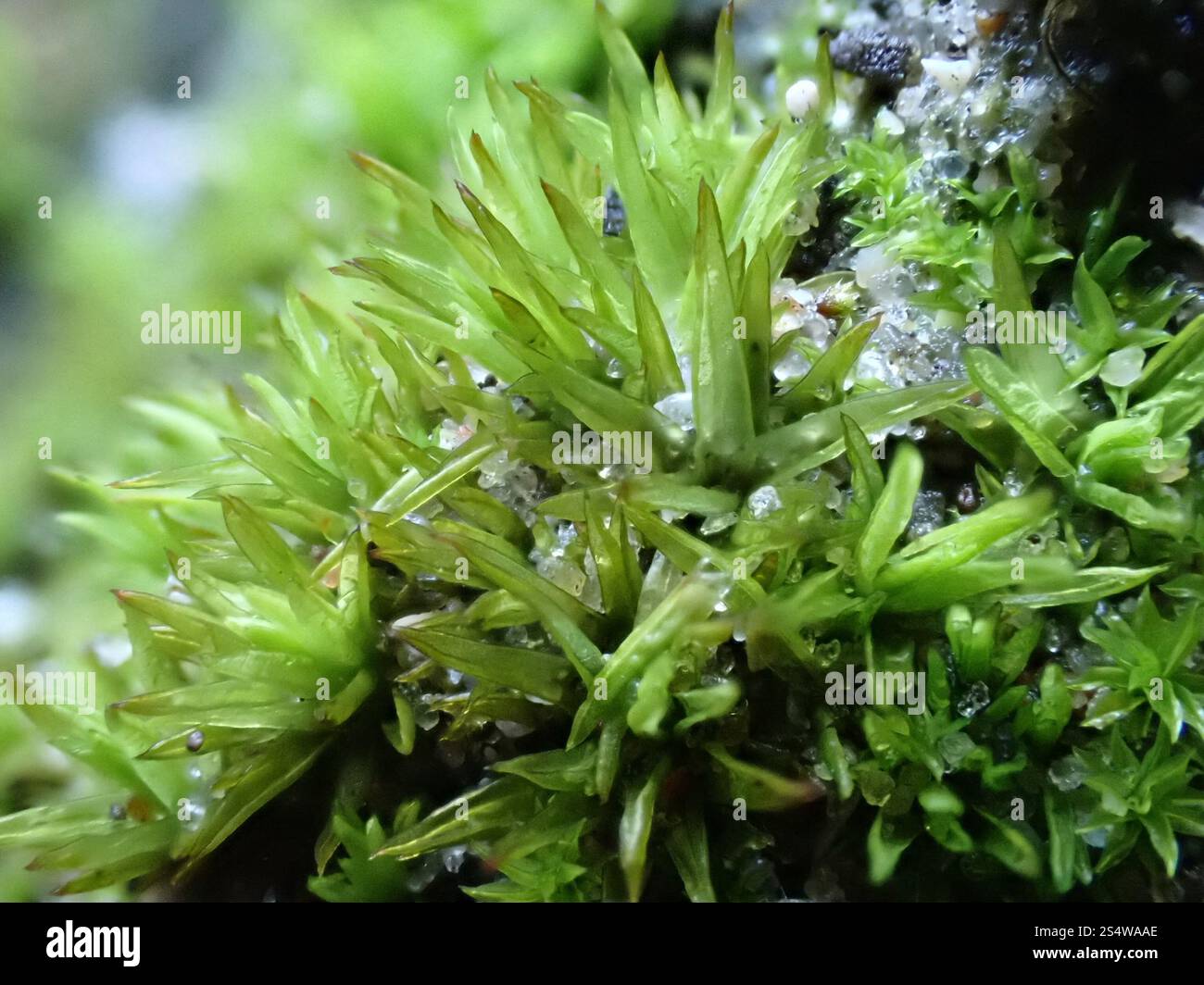 Yellow Crisp-moss (Tortella flavovirens Stock Photo - Alamy