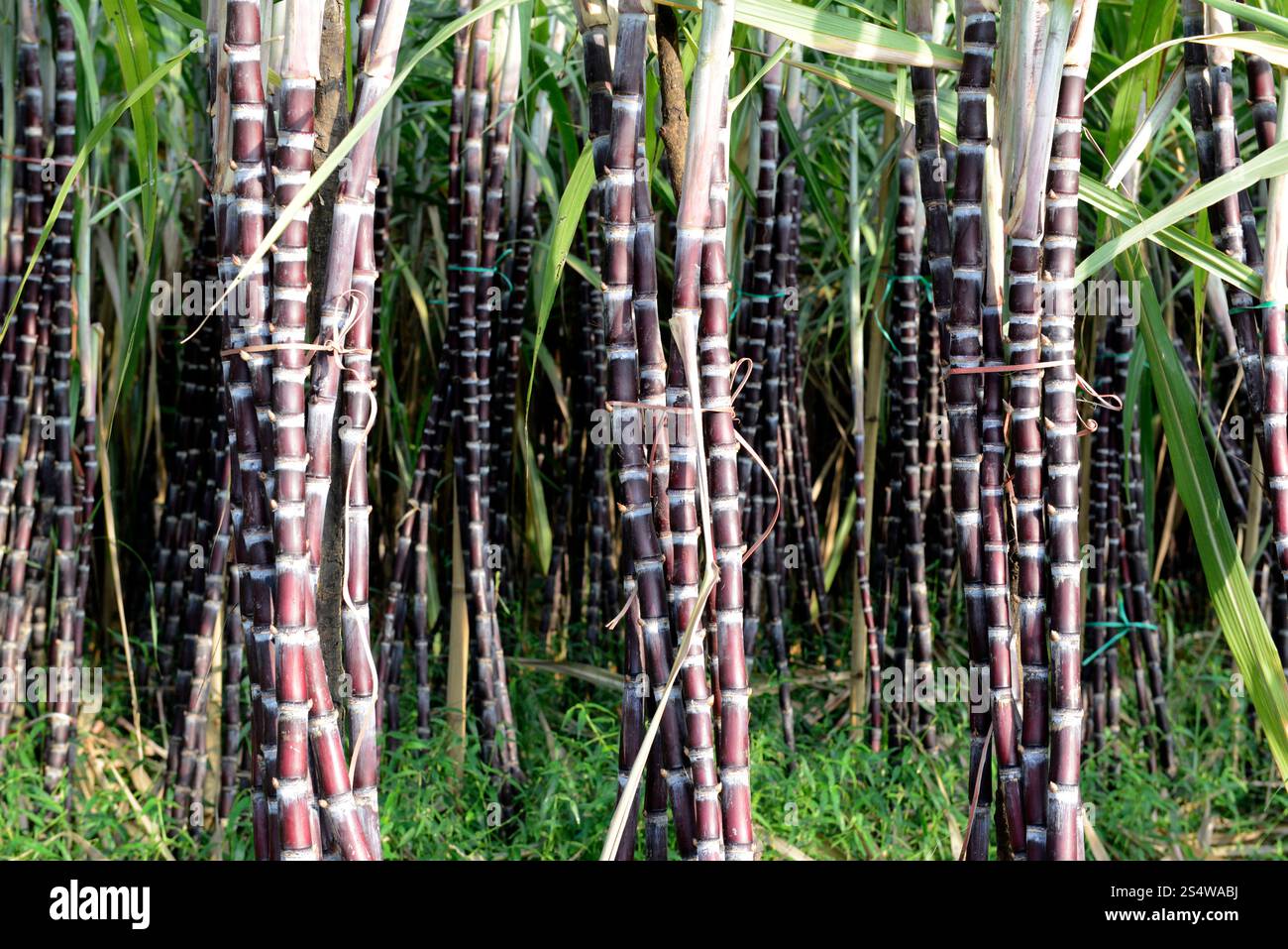 a sugar plantation in a village near the city of Myeik in the south in ...