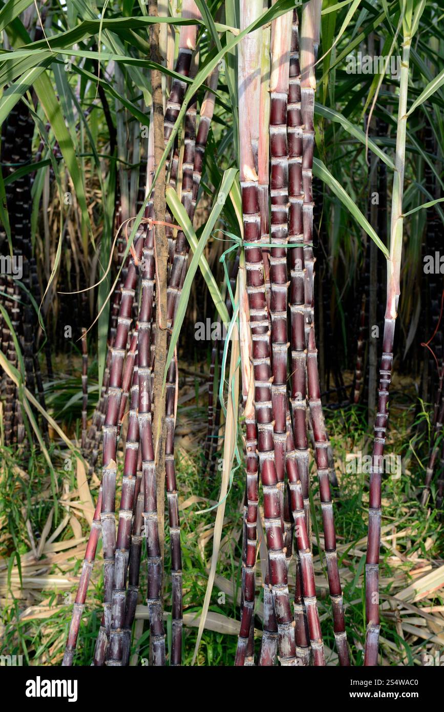 a sugar plantation in a village near the city of Myeik in the south in ...