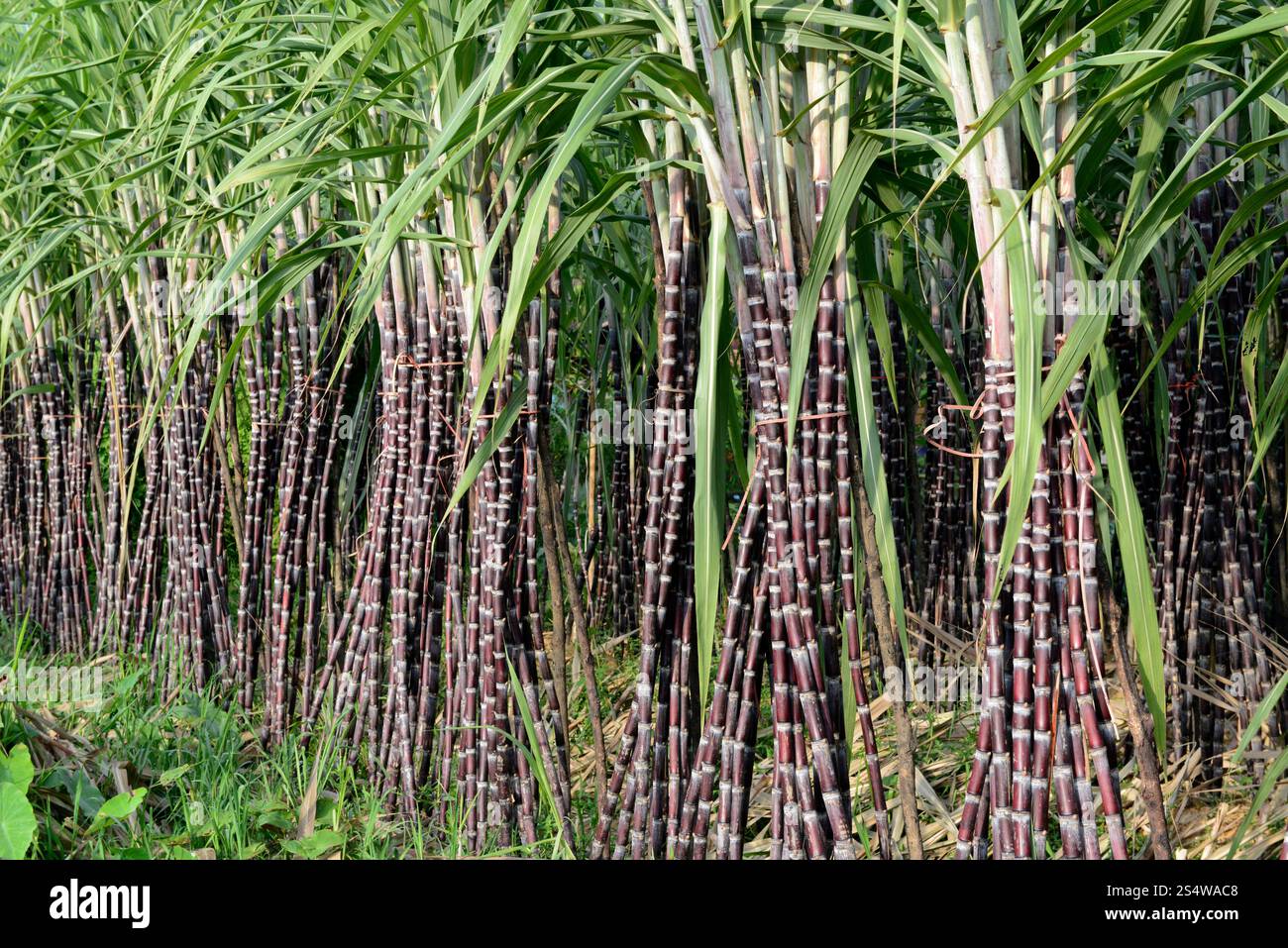 a sugar plantation in a village near the city of Myeik in the south in ...