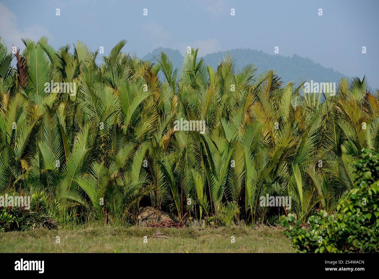 fields near a village near the city of Myeik in the south in Myanmar in ...