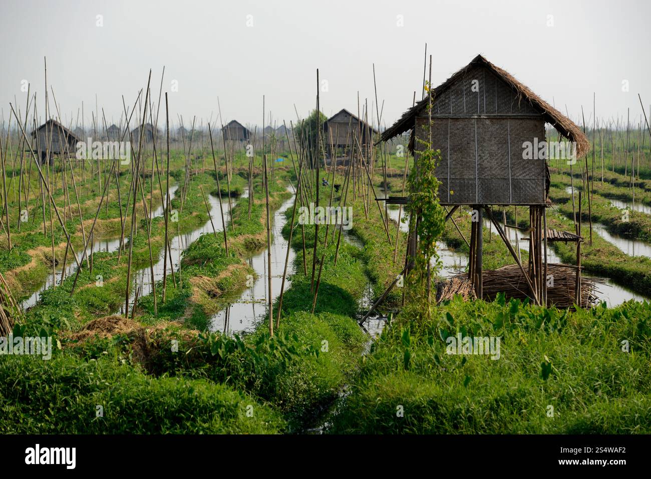 the floating gardens at the Inle Lake in the Shan State in the east of ...