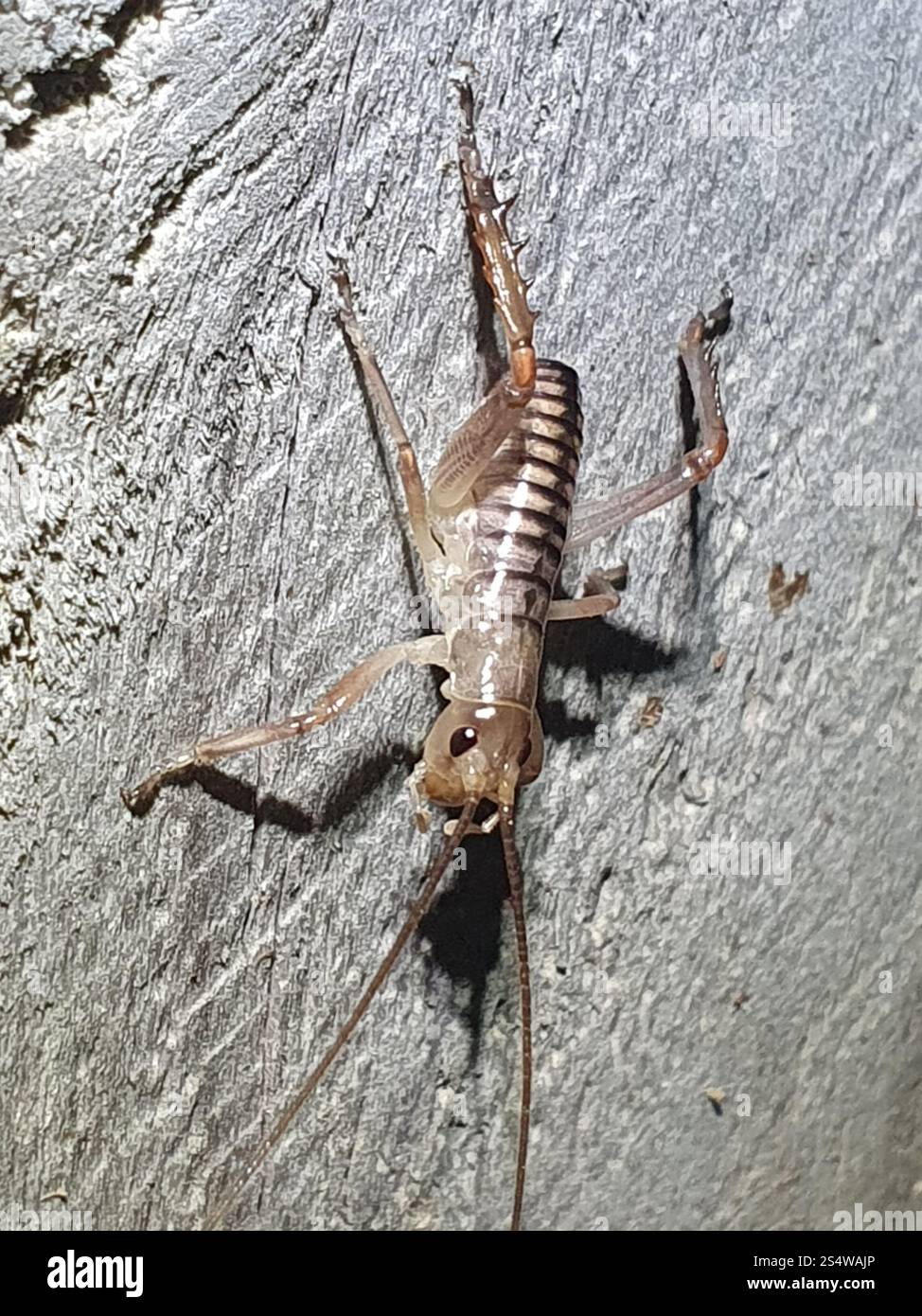 Wellington Tree Wētā (Hemideina crassidens Stock Photo - Alamy