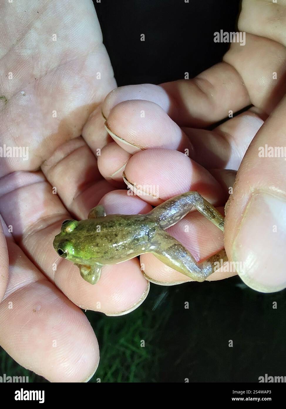 Lesser Swimming Frog (Pseudis minuta Stock Photo - Alamy