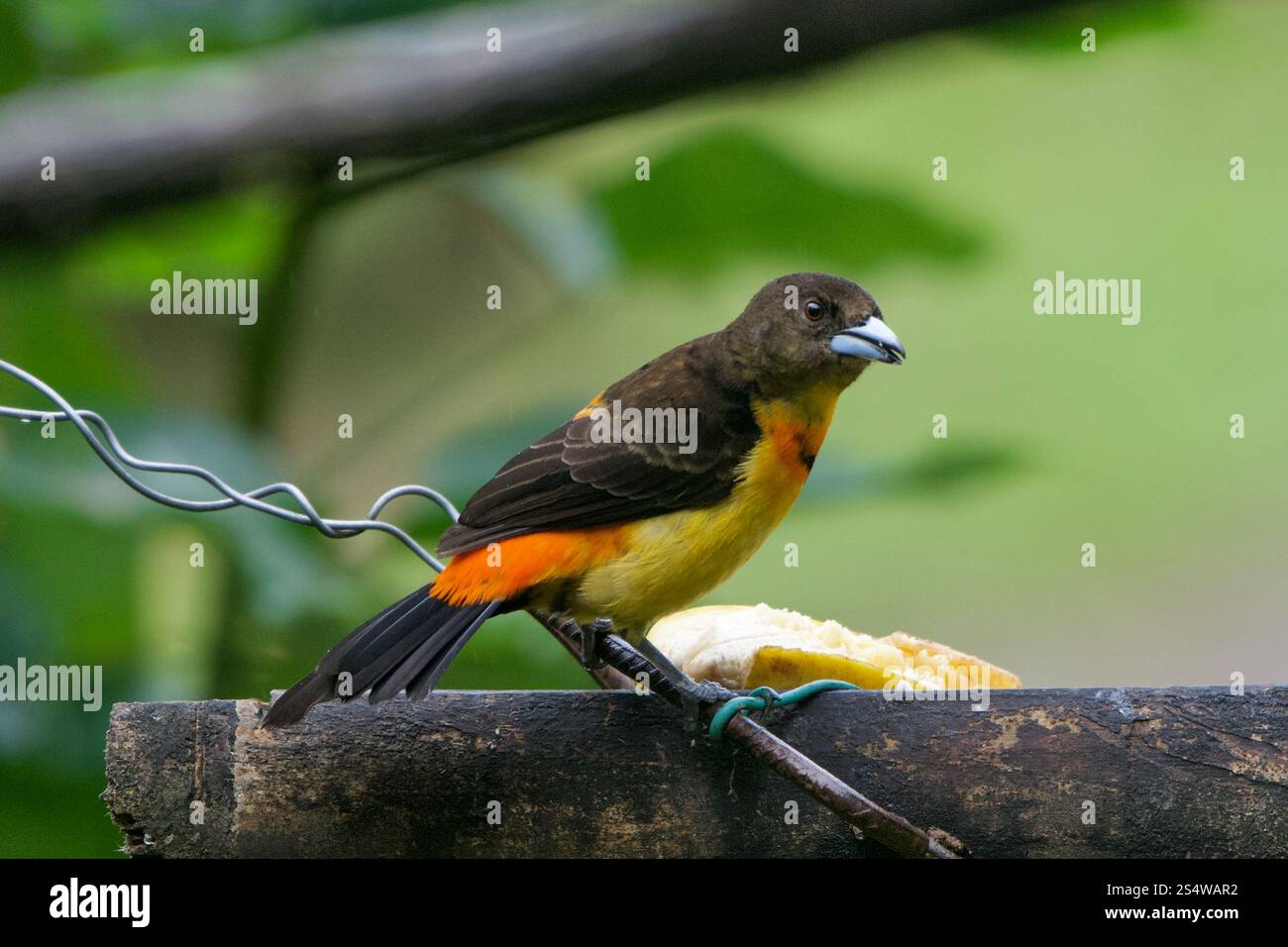Flame-rumped Tanager (Ramphocelus flammigerus Stock Photo - Alamy