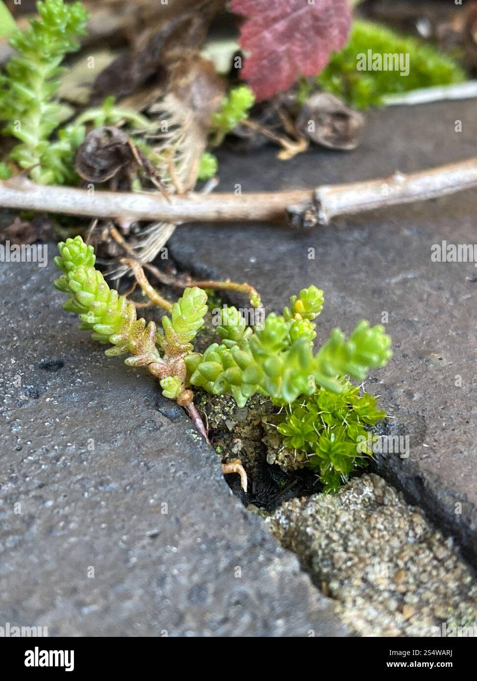 Biting Stonecrop (Sedum acre Stock Photo - Alamy