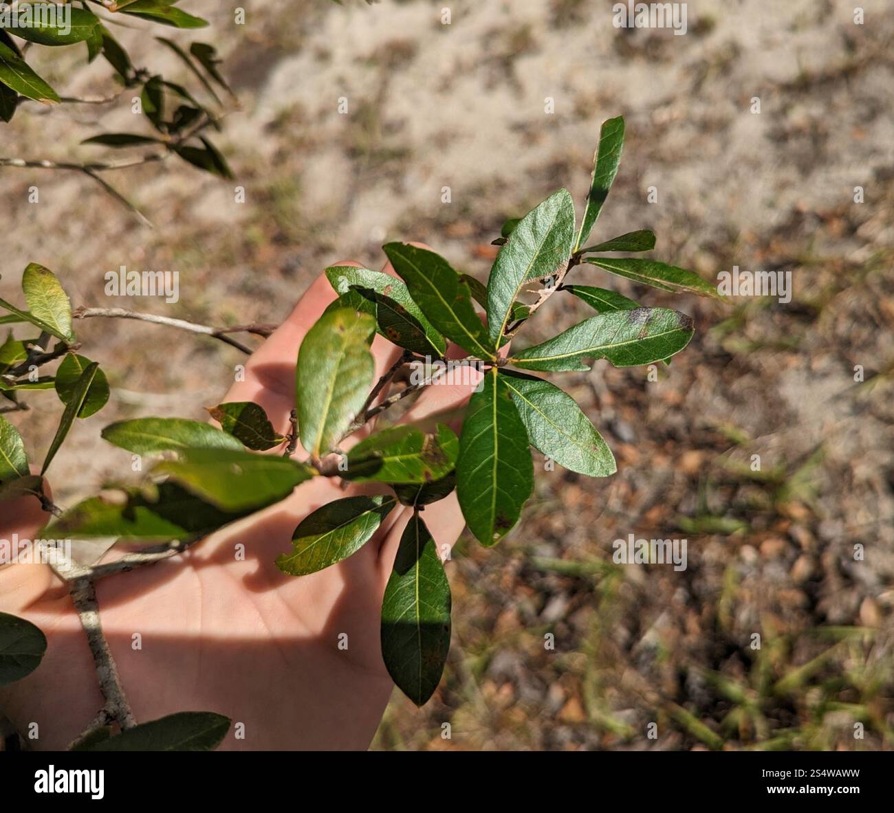 Darlington Oak (Quercus hemisphaerica Stock Photo - Alamy