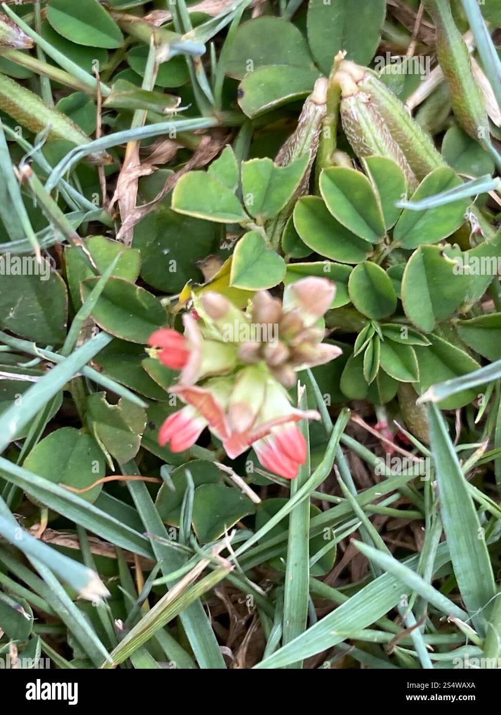Creeping Indigo (Indigofera spicata Stock Photo - Alamy
