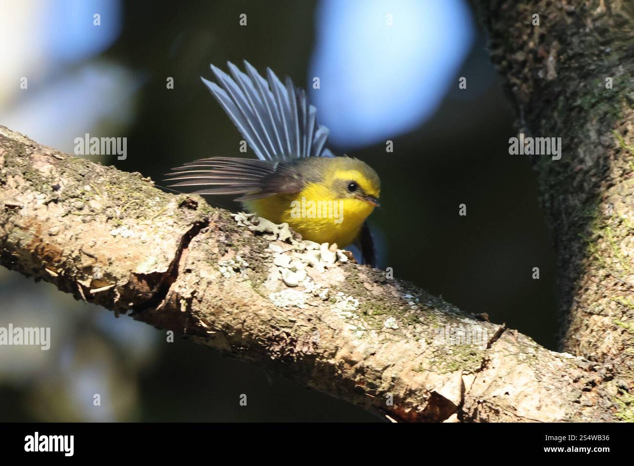 Yellow-bellied Fairy-Fantail (Chelidorhynx hypoxanthus Stock Photo - Alamy
