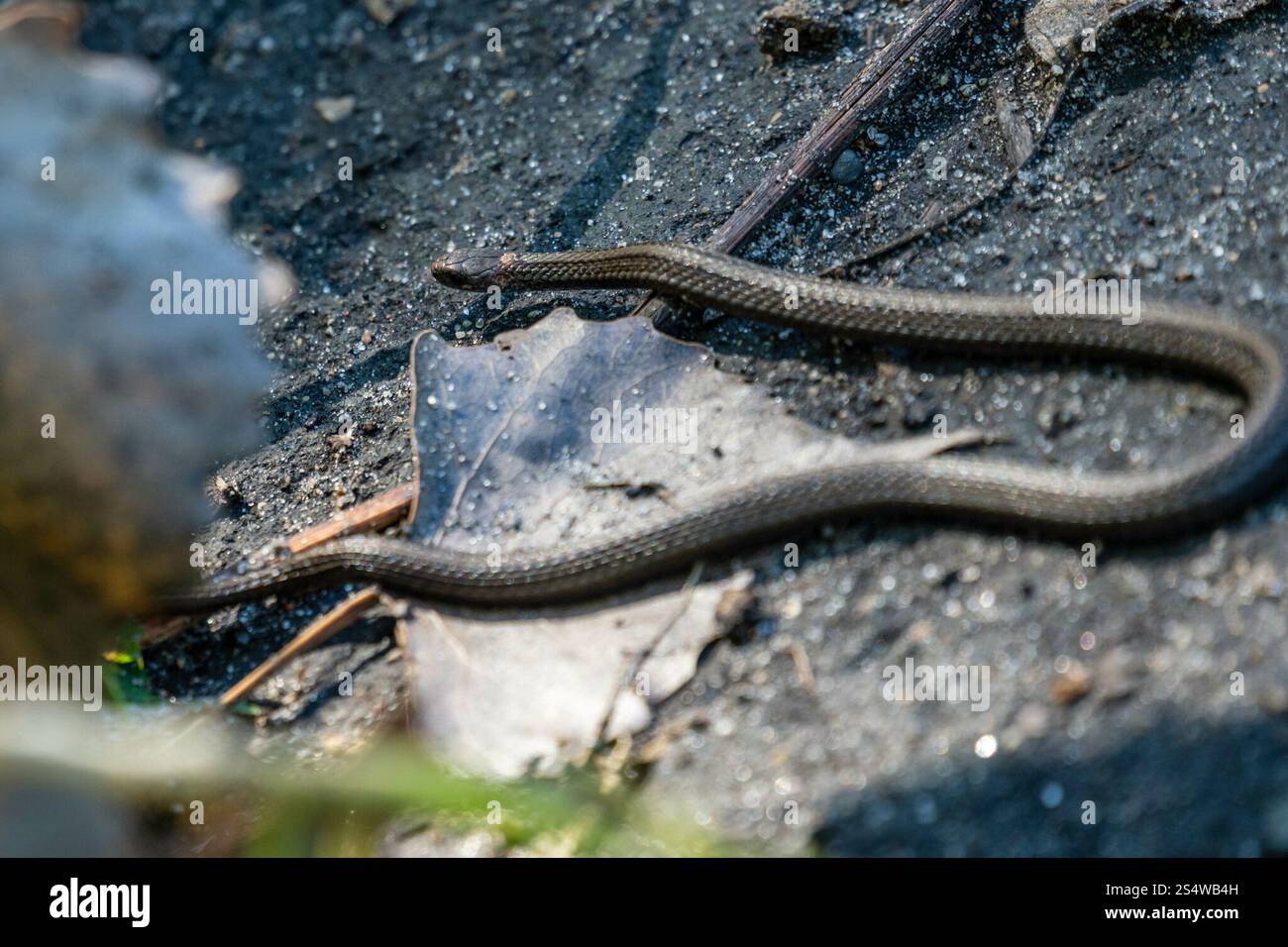 Red-bellied Snake (Storeria occipitomaculata Stock Photo - Alamy