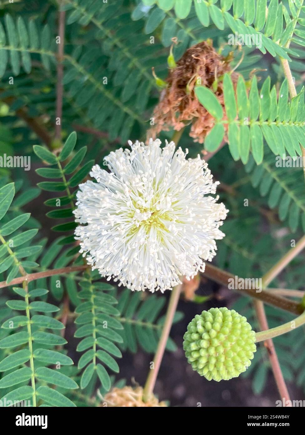White leadtree (Leucaena leucocephala Stock Photo - Alamy