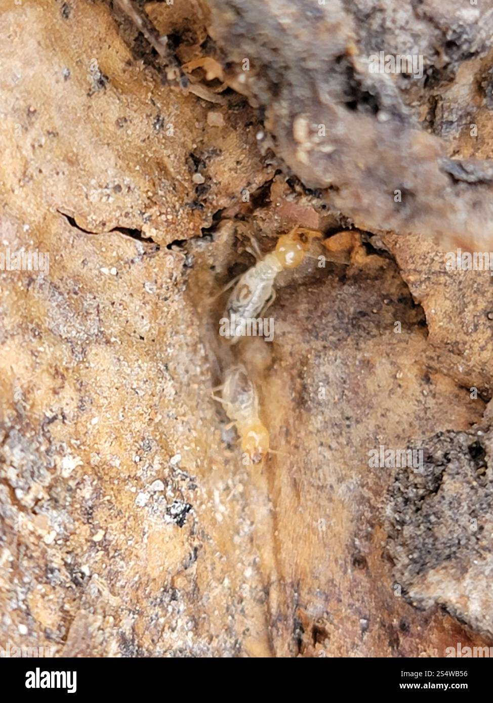Long-jawed Desert Termites (Gnathamitermes Stock Photo - Alamy