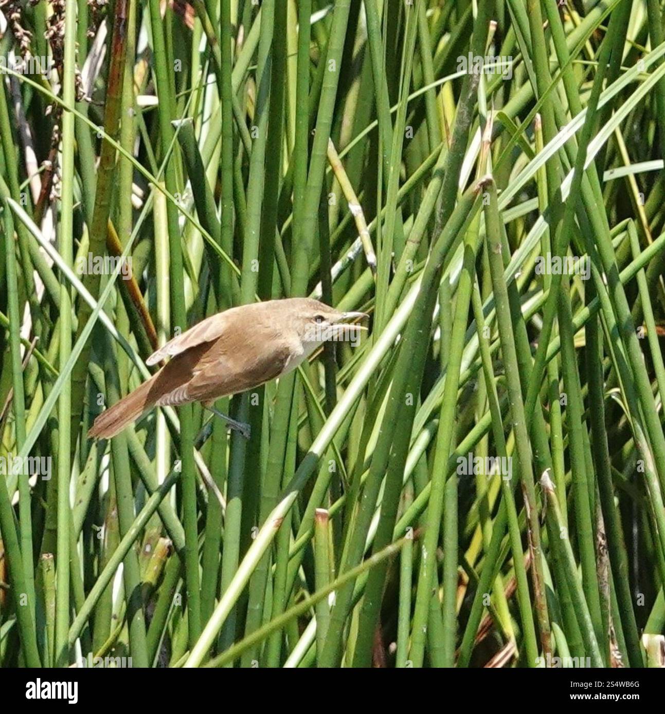Australian Reed Warbler (Acrocephalus australis Stock Photo - Alamy