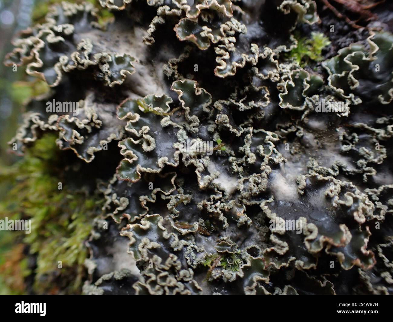 tree pelt lichen (Peltigera collina Stock Photo - Alamy