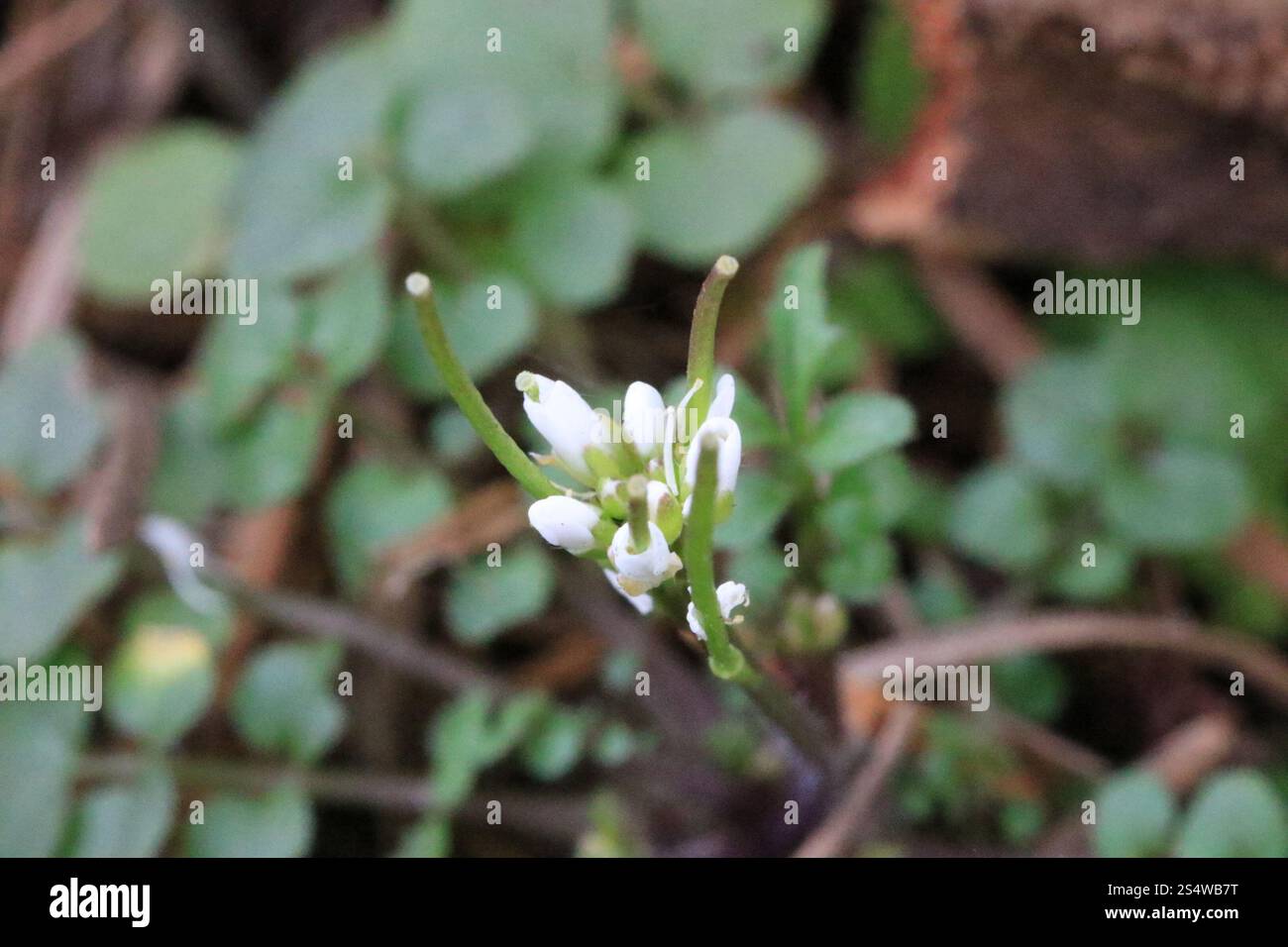 hairy bittercress (Cardamine hirsuta Stock Photo - Alamy