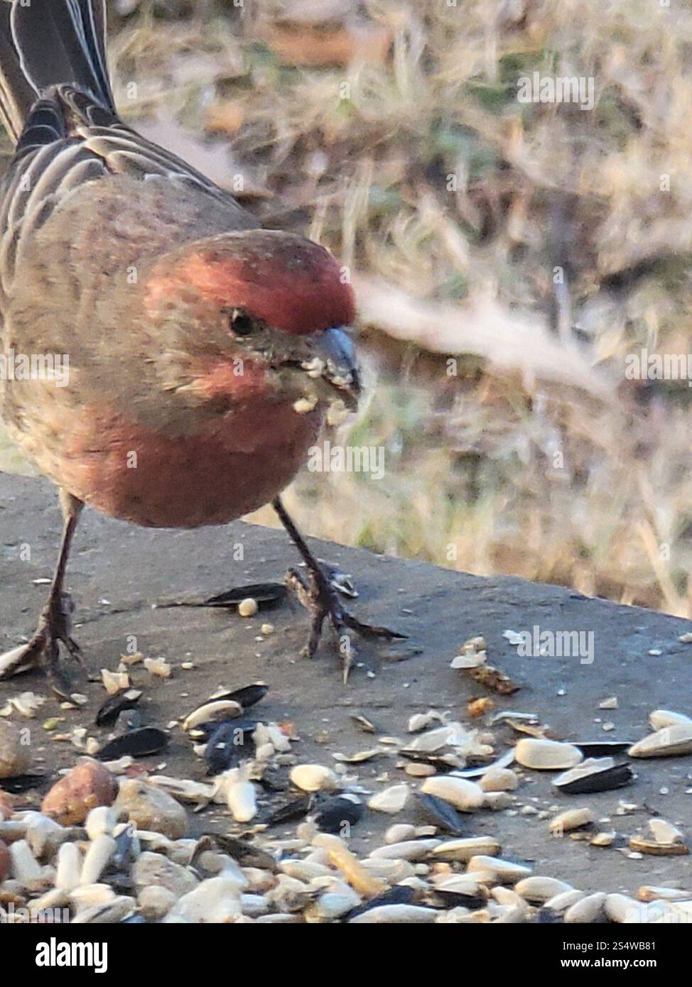 House Finch (Haemorhous mexicanus Stock Photo - Alamy
