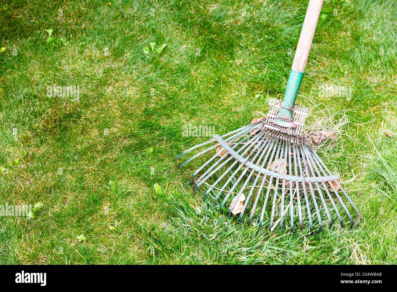 cleaning green lawn from leaves by old rake Stock Photo - Alamy