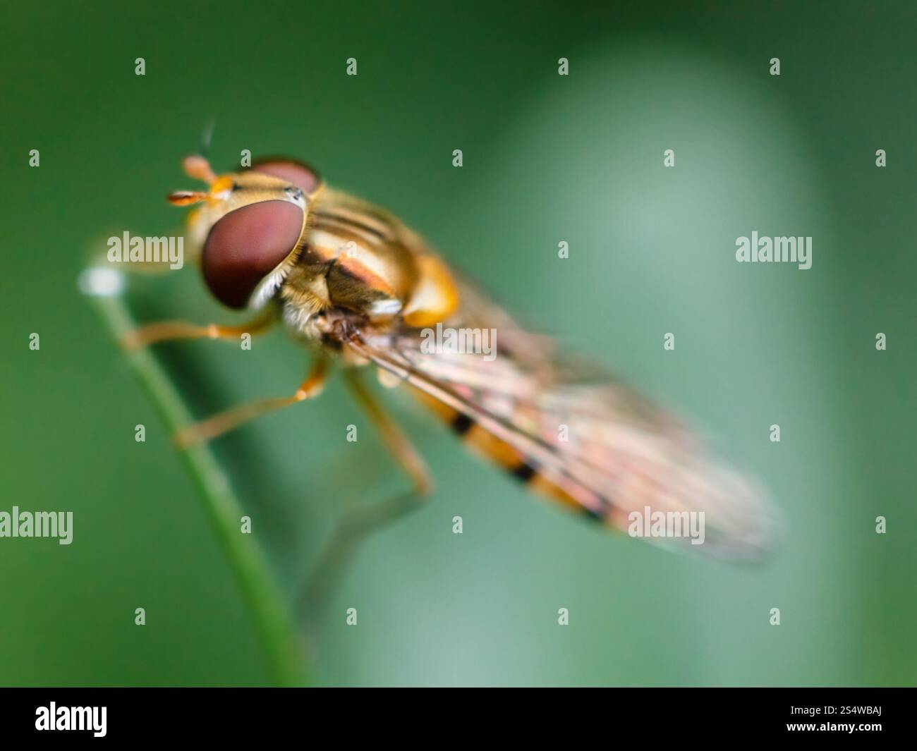 Chloropidae green fly hi-res stock photography and images - Alamy