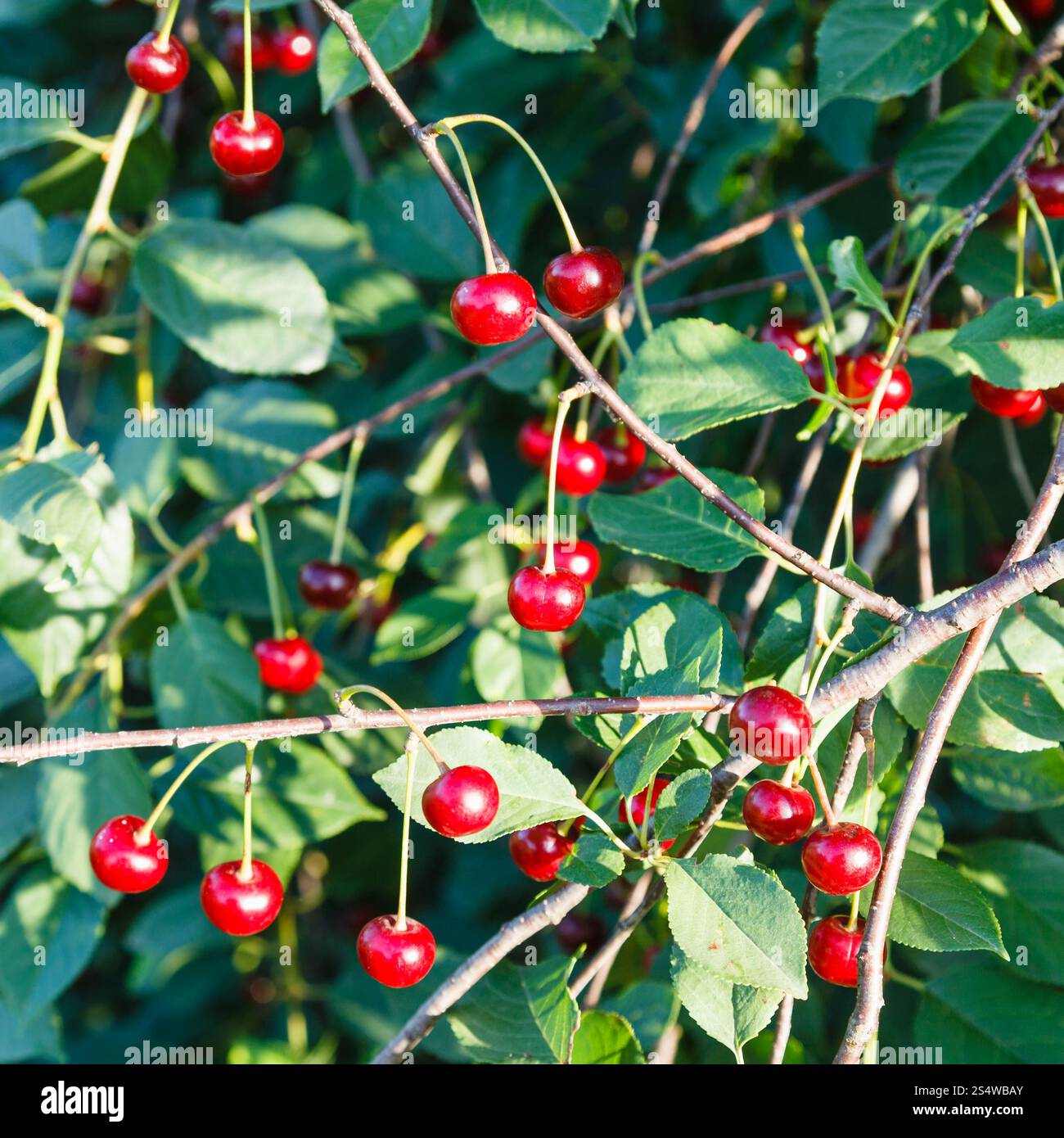 Cherry summer tree hi-res stock photography and images - Alamy