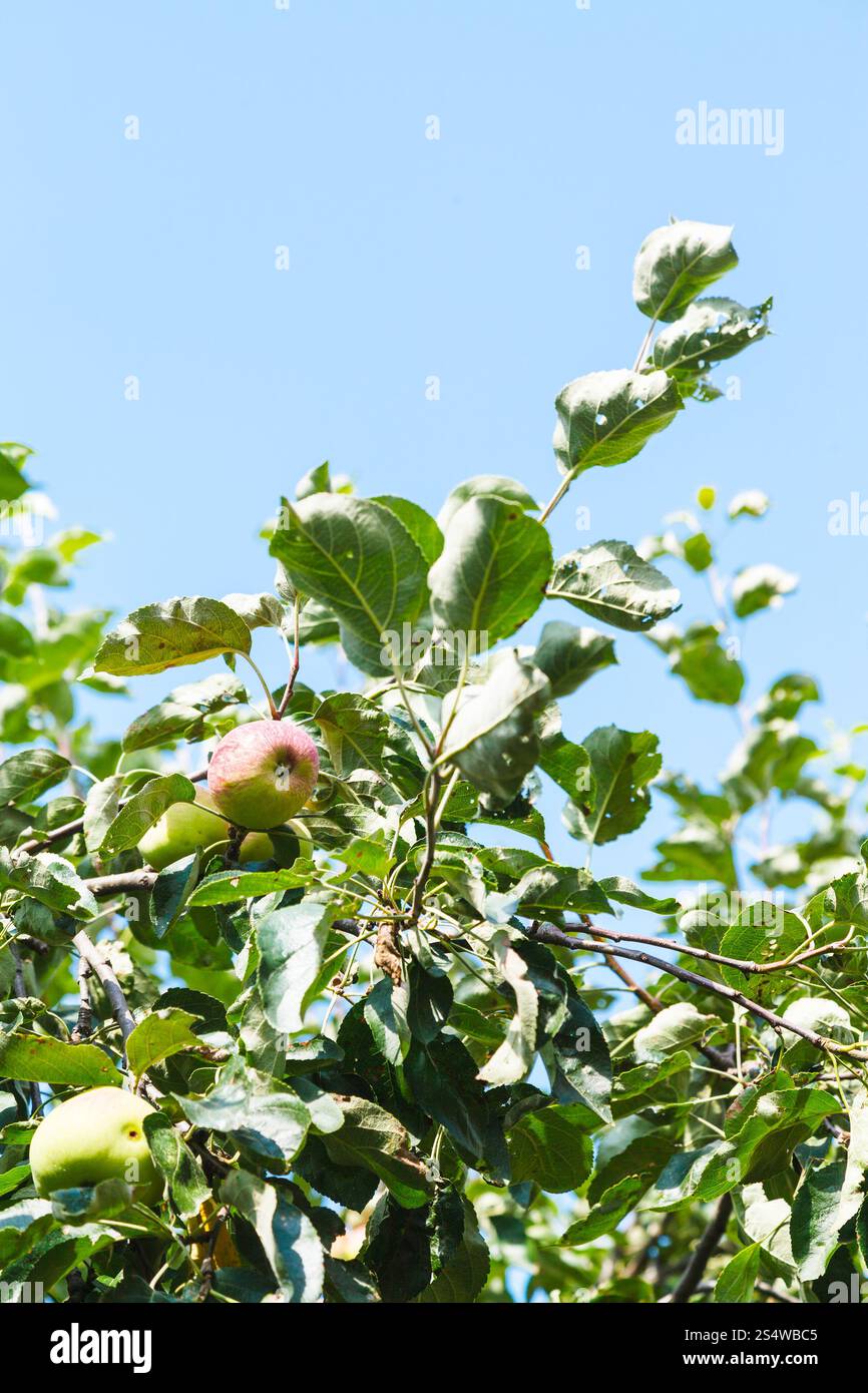 Blue on apple tree hi-res stock photography and images - Alamy