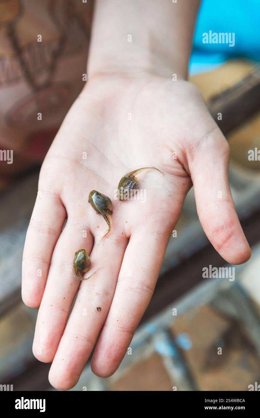 three frog tadpoles on children palm outdoors Stock Photo - Alamy