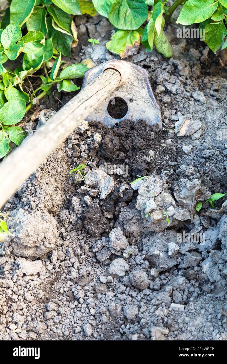 Weed spudding hi-res stock photography and images - Alamy