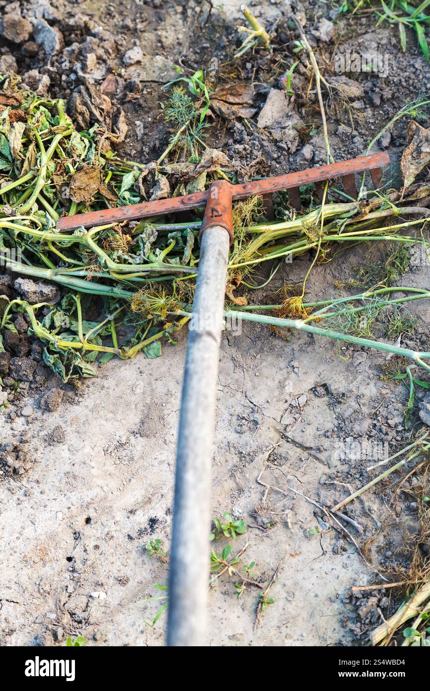 Raking mown grass rake hi-res stock photography and images - Alamy