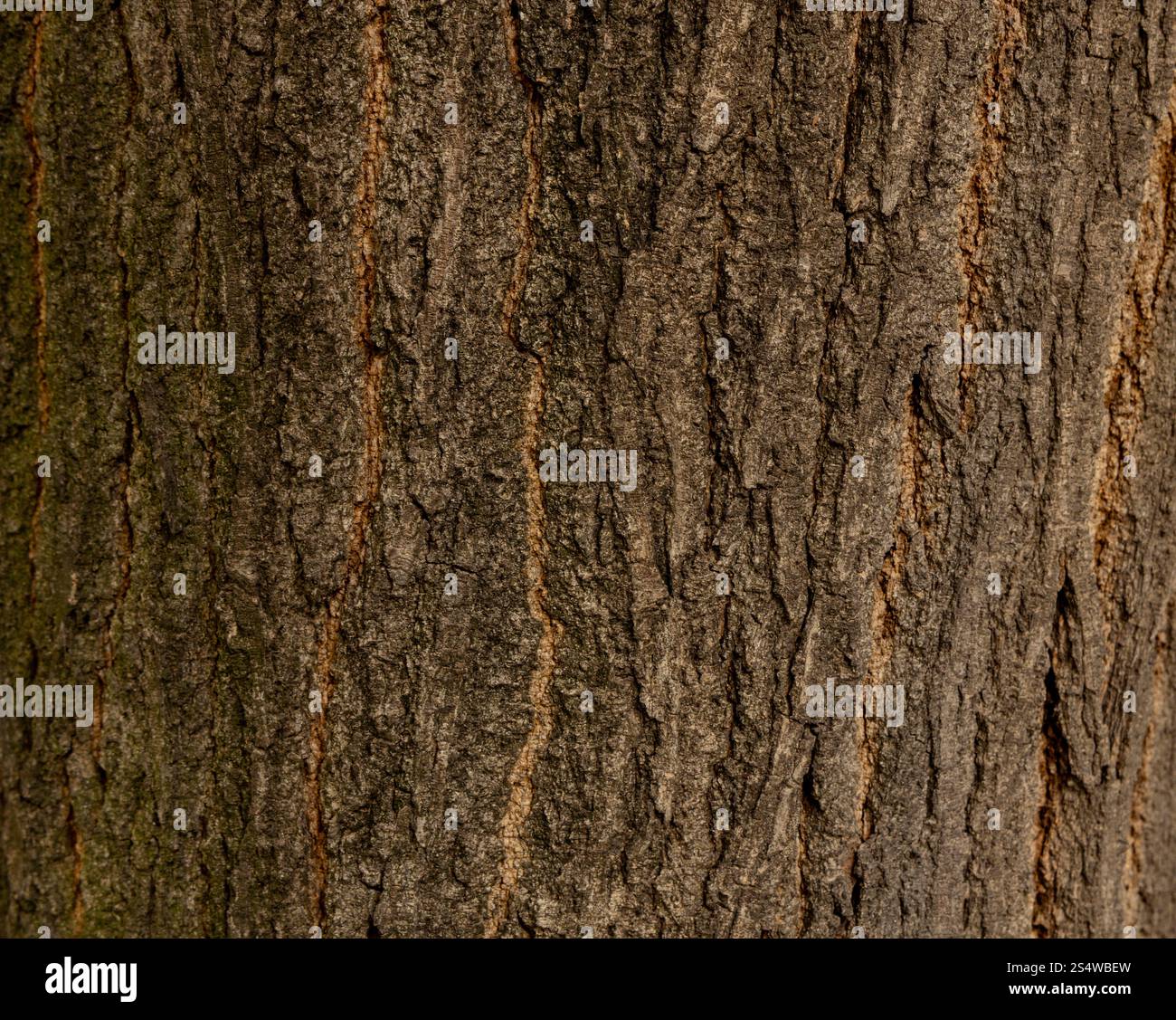 Maritime Pine, Pinus pinaster trunk symbol. Texture made of maritime ...