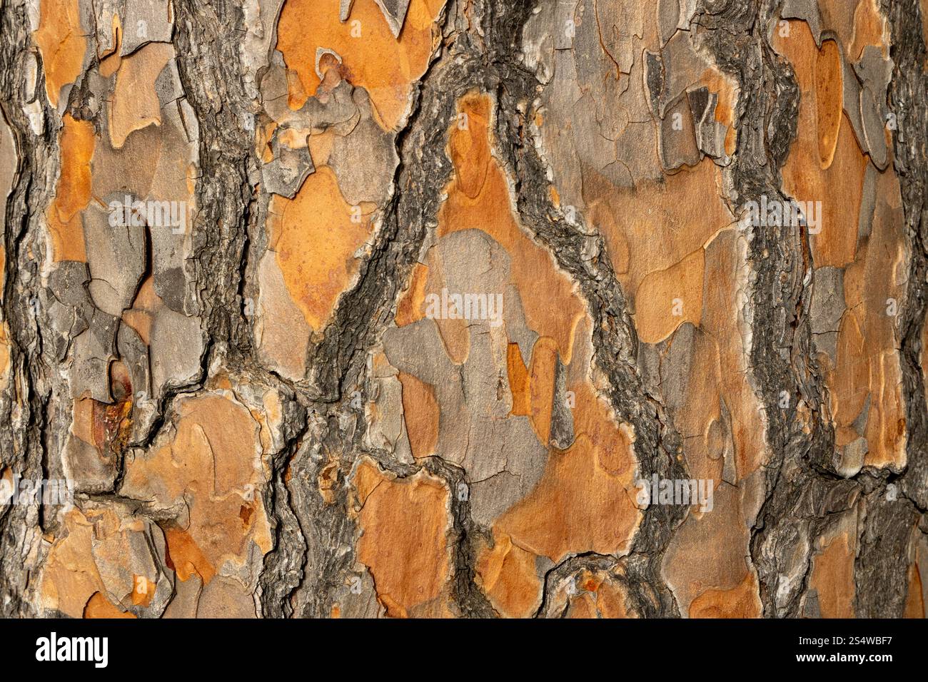 Maritime Pine, Pinus pinaster trunk symbol. Texture made of maritime ...