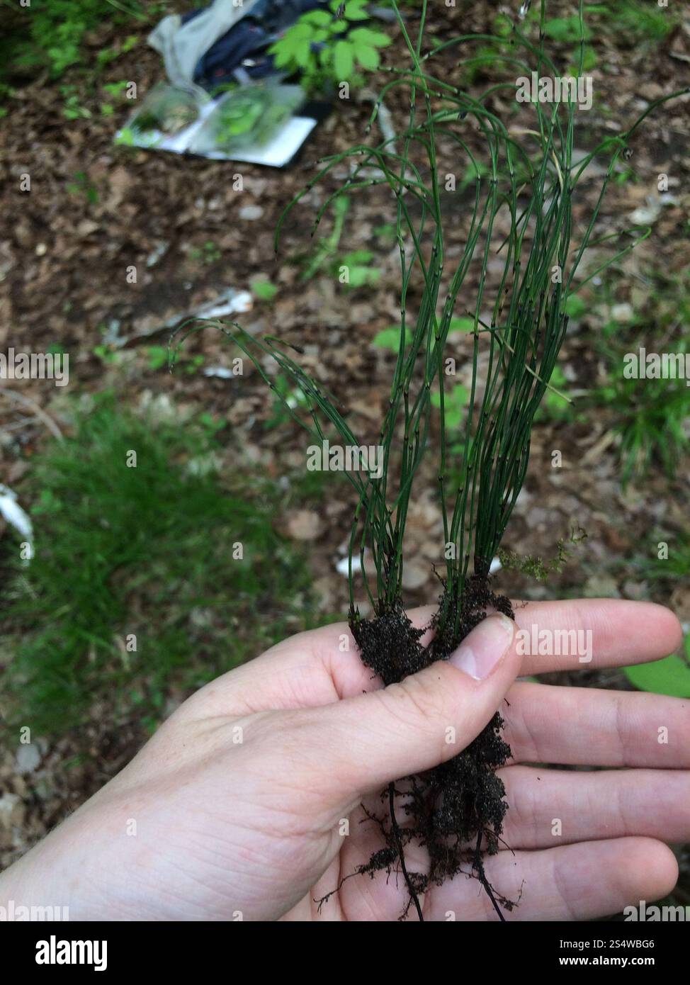 dwarf horsetail (Equisetum scirpoides Stock Photo - Alamy