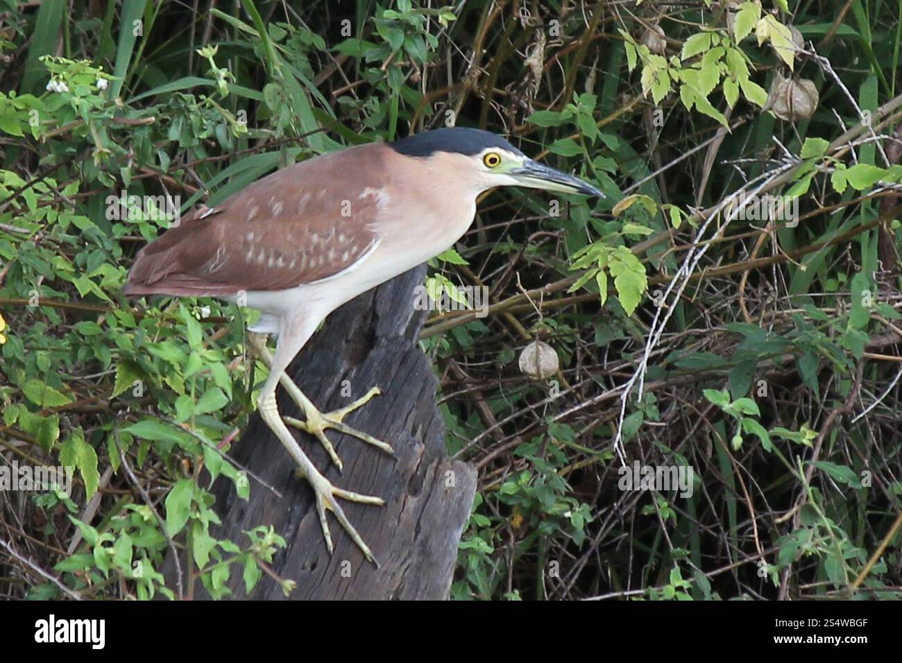 Nankeen Night Heron (Nycticorax caledonicus Stock Photo - Alamy