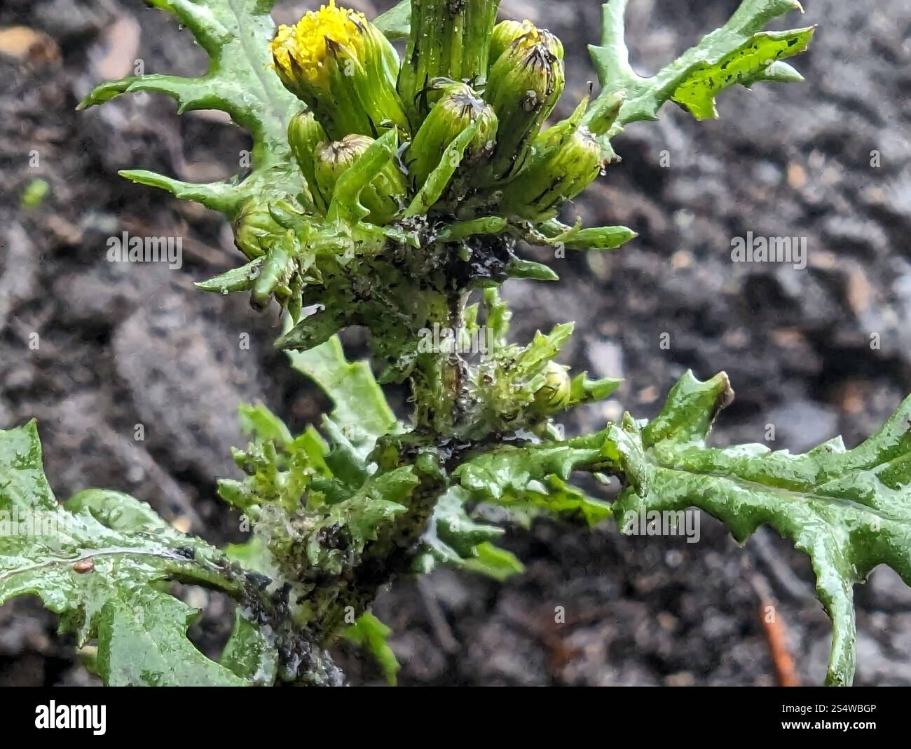 common groundsel (Senecio vulgaris Stock Photo - Alamy