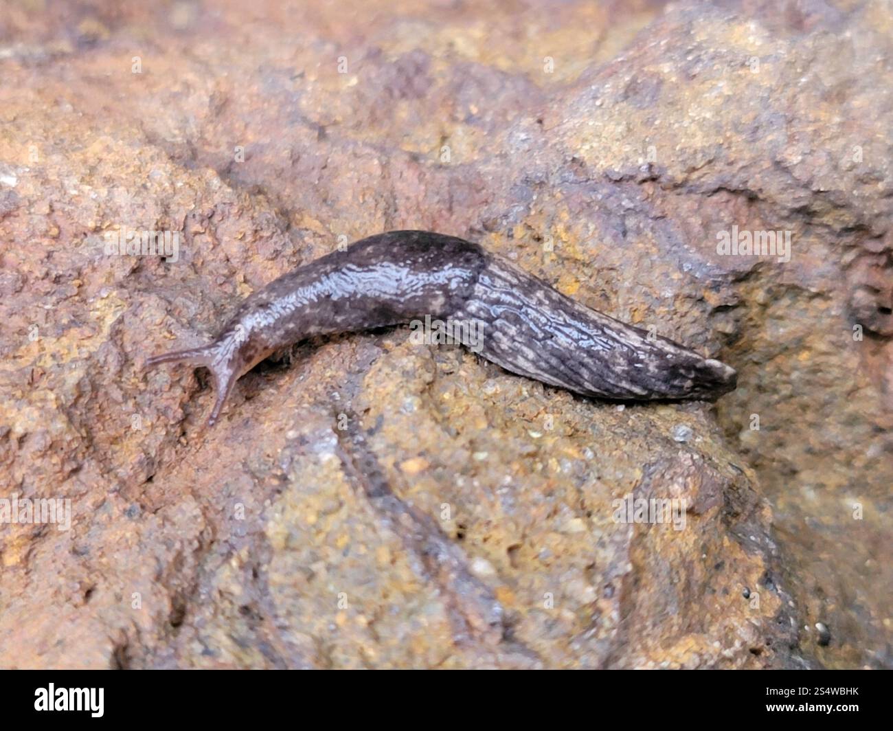 Milky Slug (Deroceras reticulatum Stock Photo - Alamy