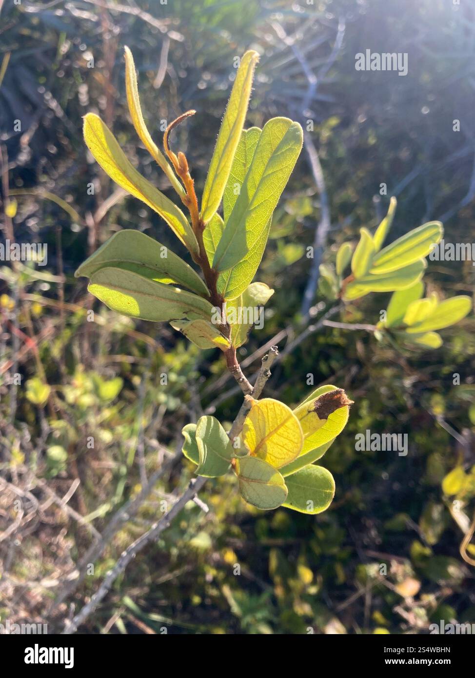 Asimina reticulata hi-res stock photography and images - Alamy