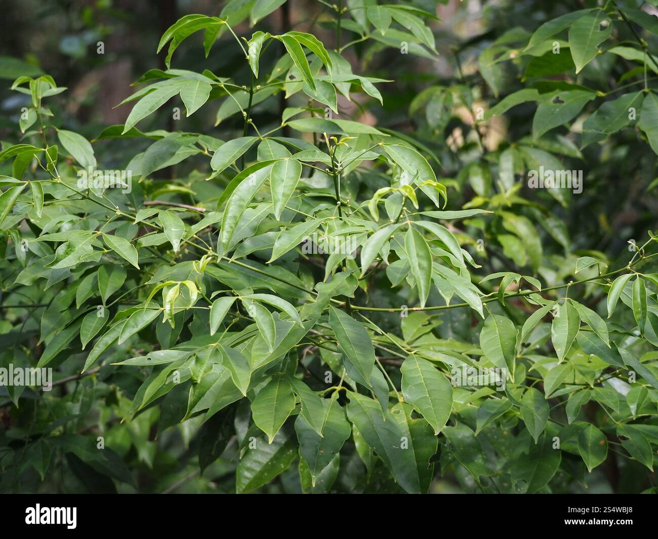Thin-Evodia (Melicope pteleifolia Stock Photo - Alamy