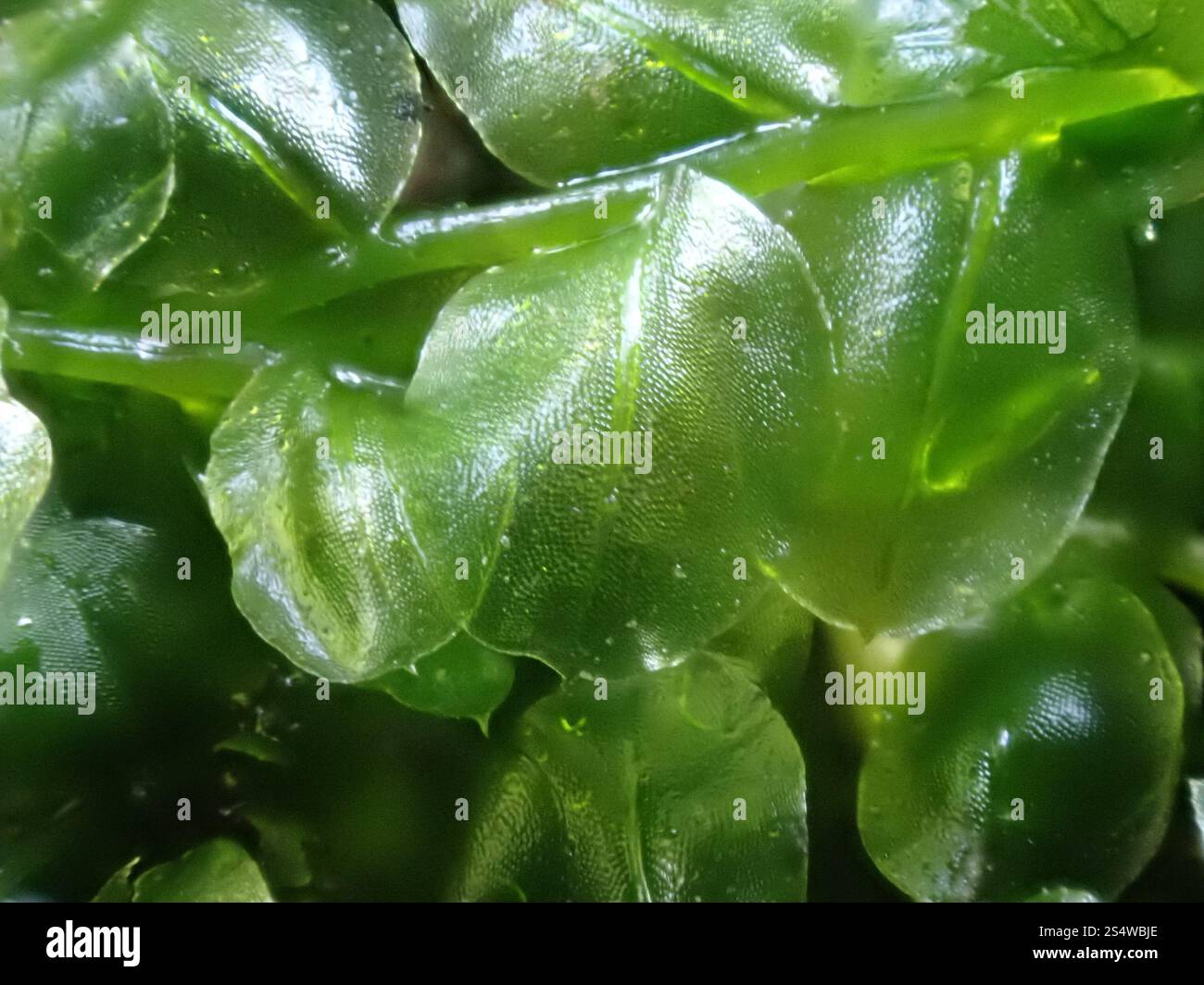 Many-fruited Thyme-moss (Plagiomnium affine Stock Photo - Alamy