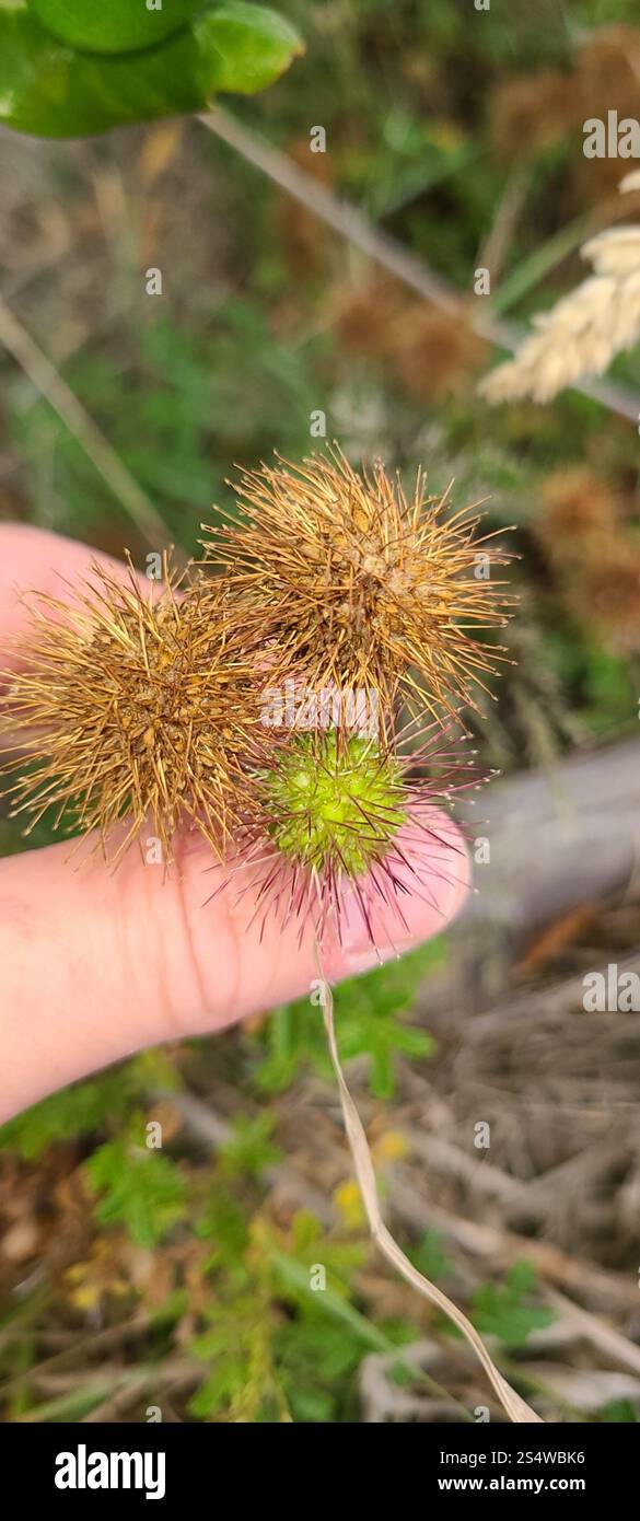 Sand bidibid (Acaena pallida Stock Photo - Alamy