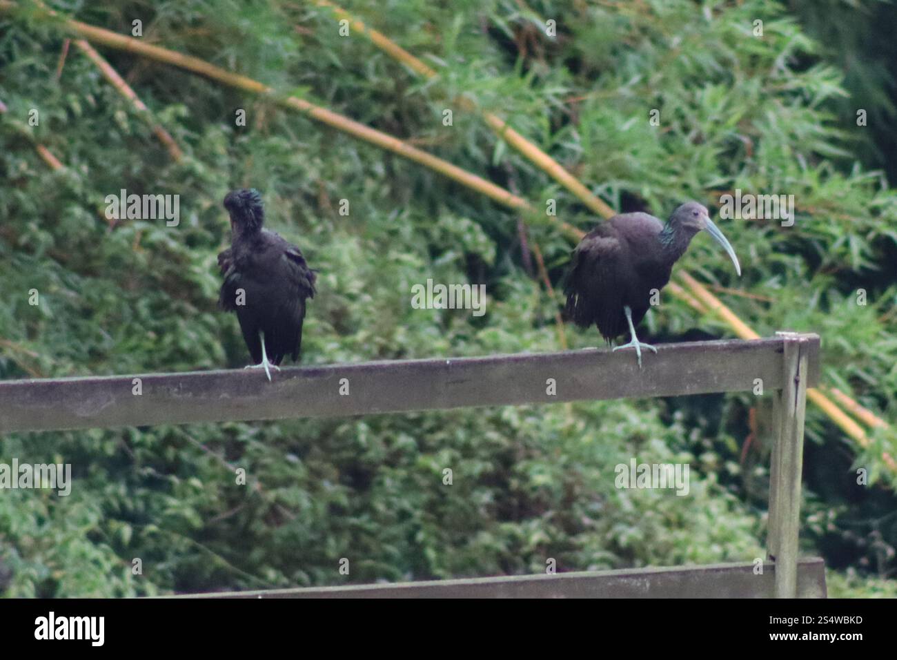 Green Ibis (Mesembrinibis cayennensis Stock Photo - Alamy