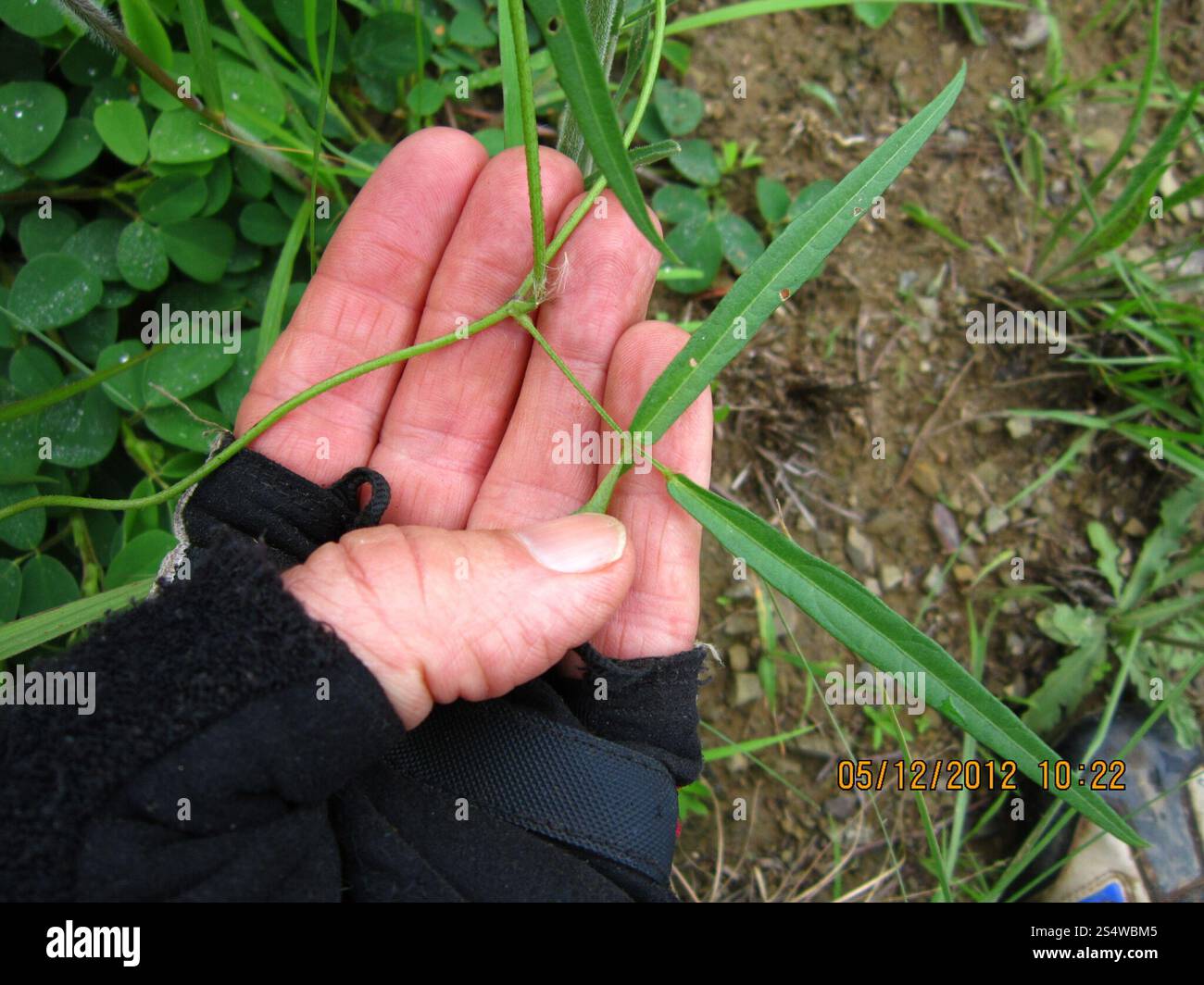 Wild Cow Pea (Vigna vexillata Stock Photo - Alamy