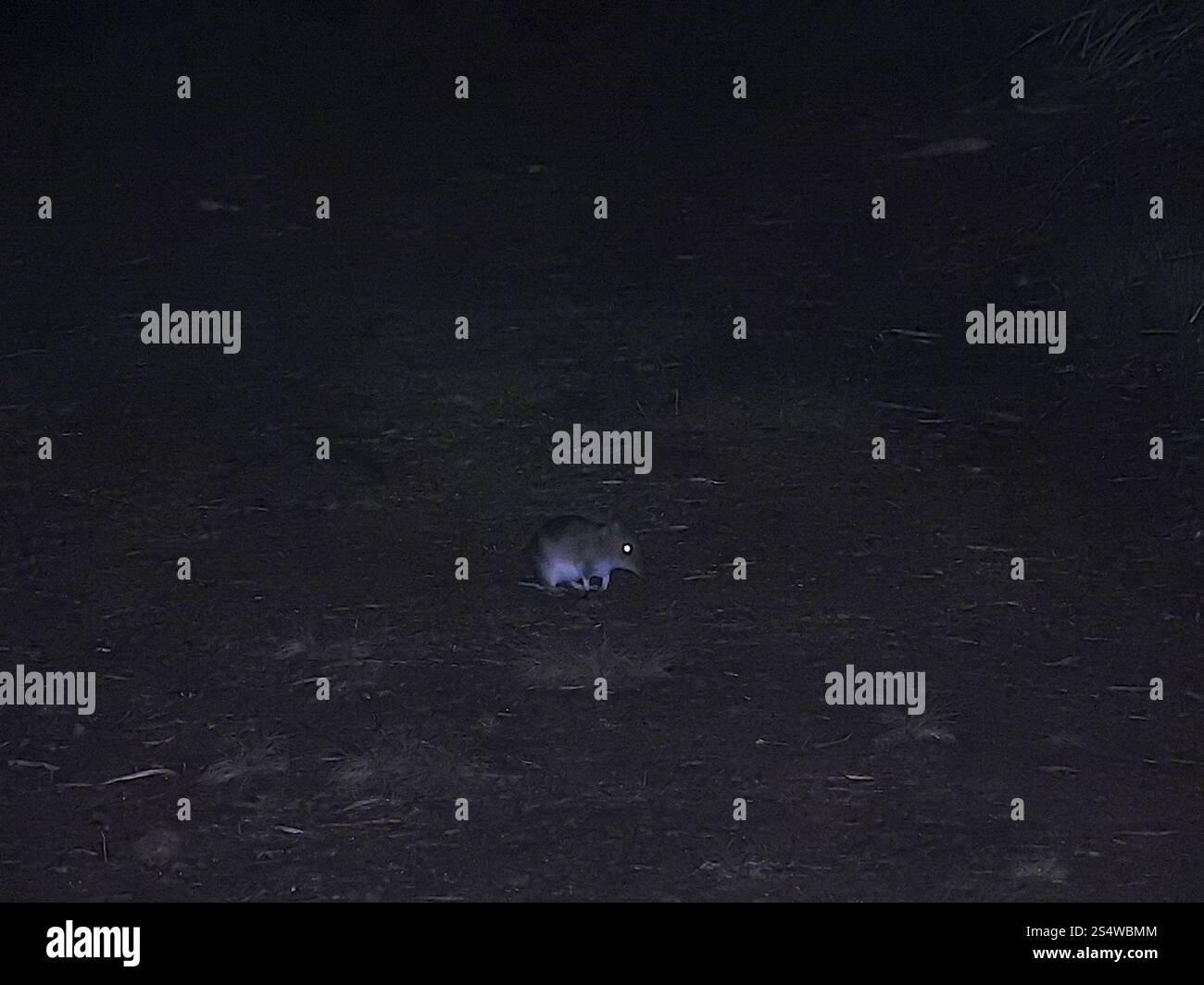 Eastern Barred Bandicoot (Perameles gunnii Stock Photo - Alamy