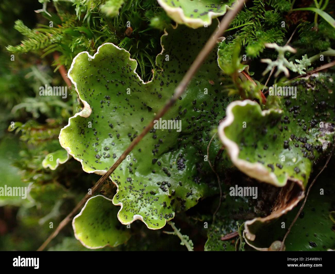 flaky freckle pelt lichen (Peltigera britannica Stock Photo - Alamy