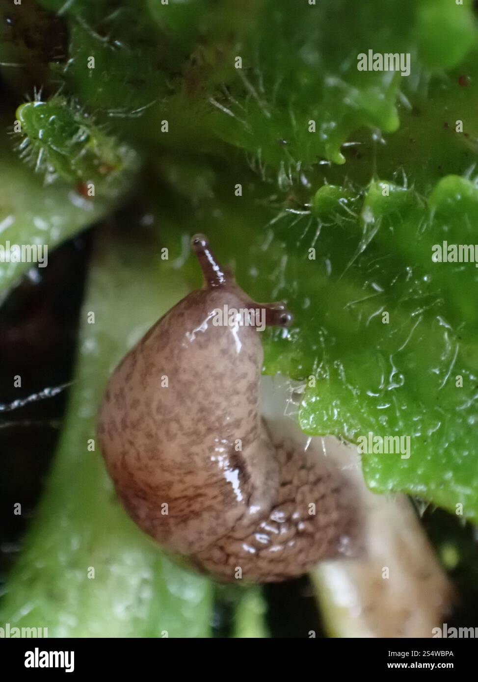 Milky Slug (Deroceras reticulatum Stock Photo - Alamy