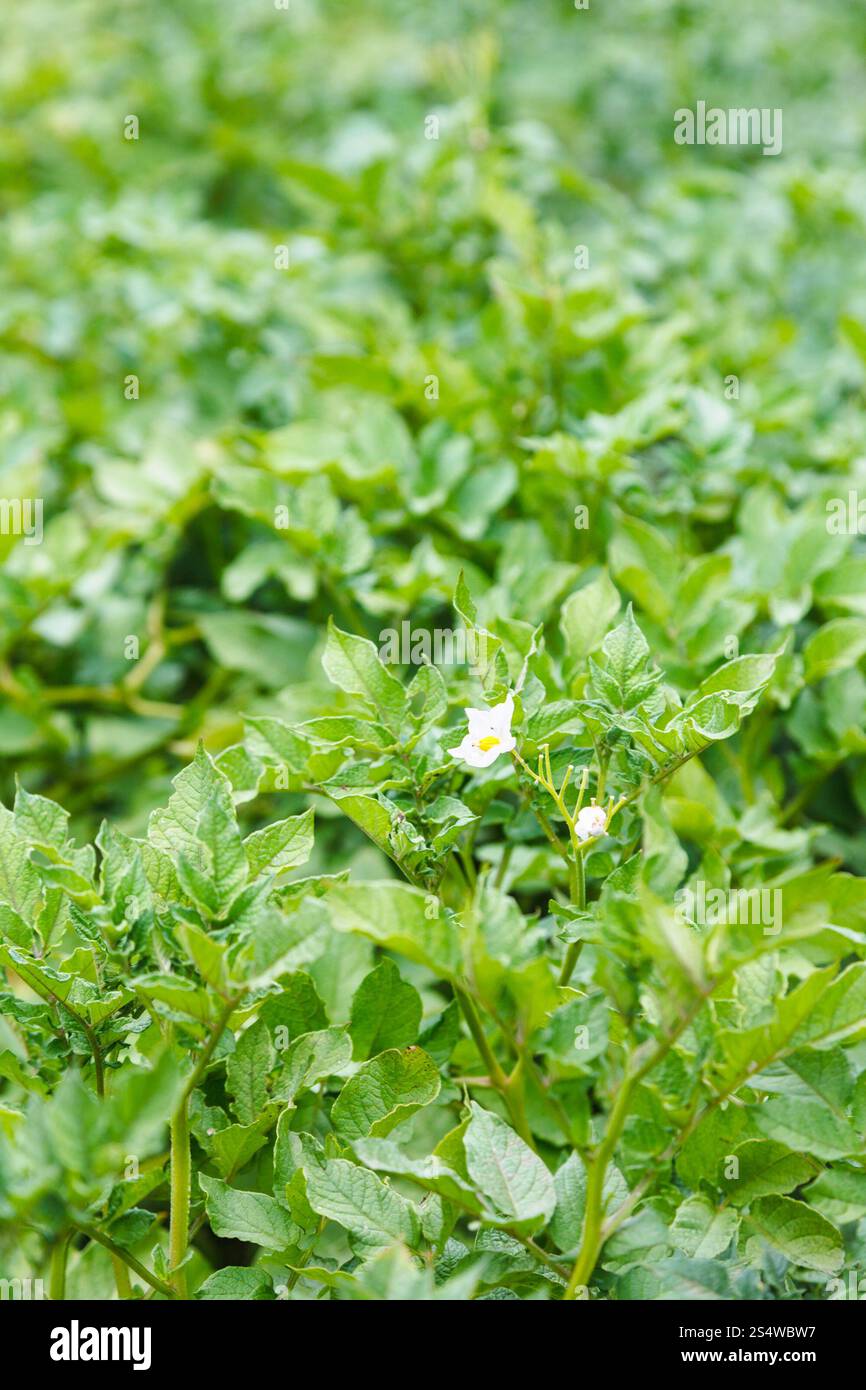 natural background - green potato plantation with flowers in summer day Stock Photo - Alamy