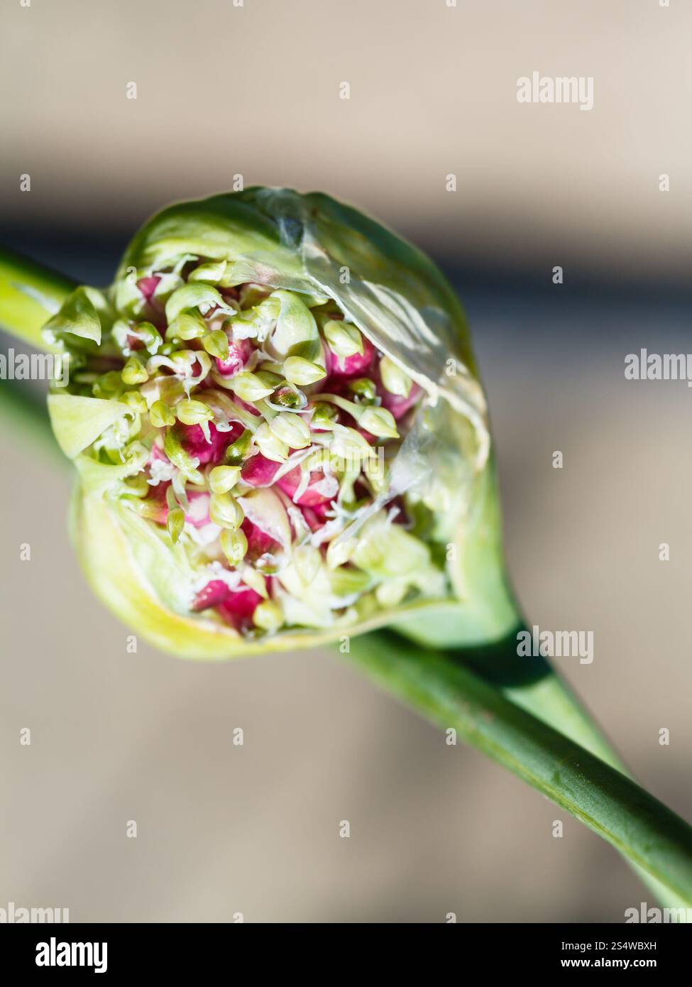 fresh seeds of leek close up outdoors Stock Photo - Alamy