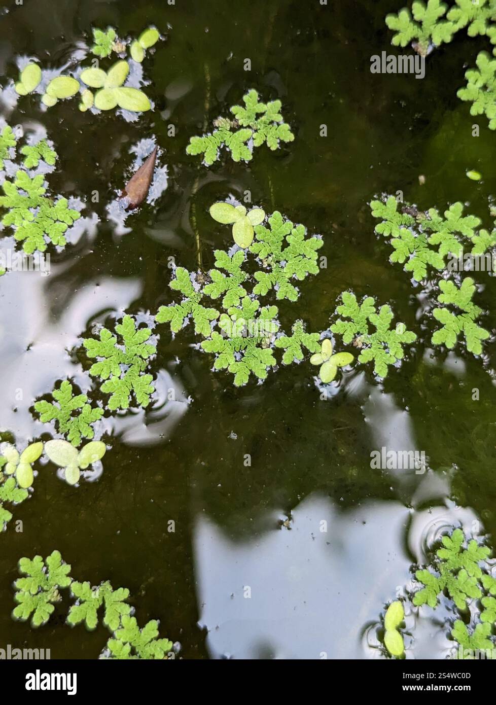 eastern mosquito fern (Azolla caroliniana Stock Photo - Alamy