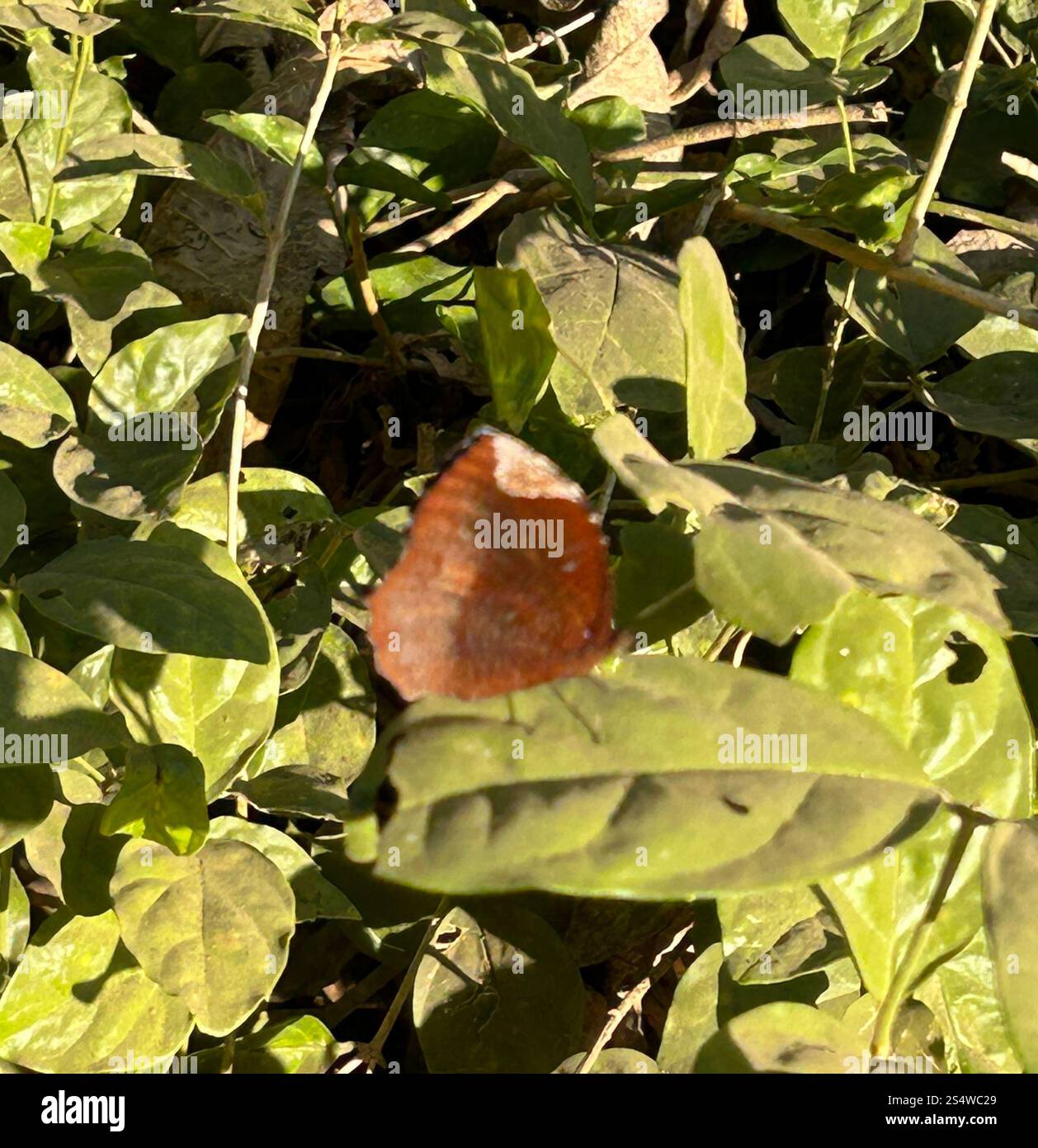 Common Palmfly (Elymnias hypermnestra Stock Photo - Alamy